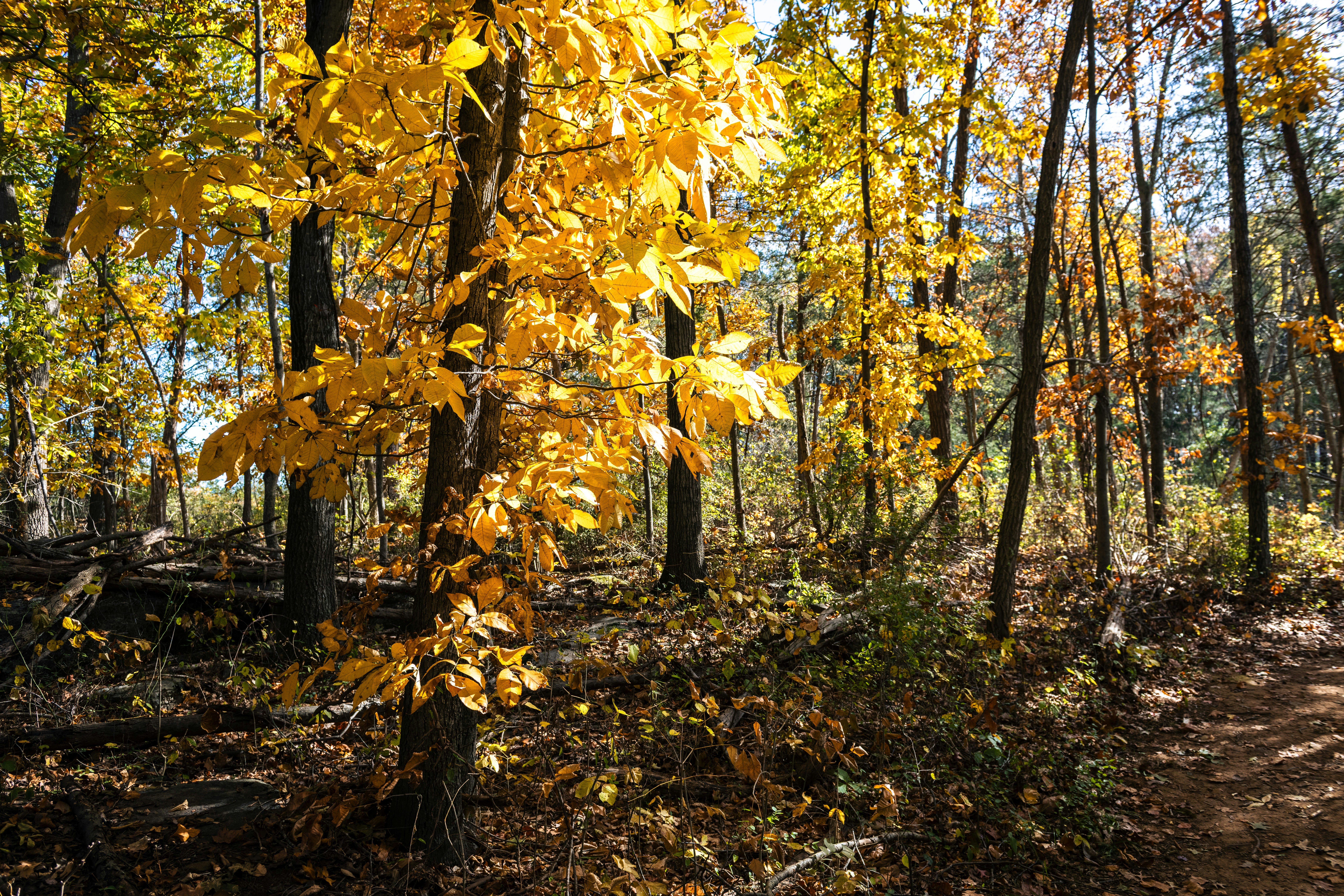 Vibrant golden leaves adorn a tree in a sunlit forest, surrounded by a tapestry of autumn colors. The earthy path invites exploration.