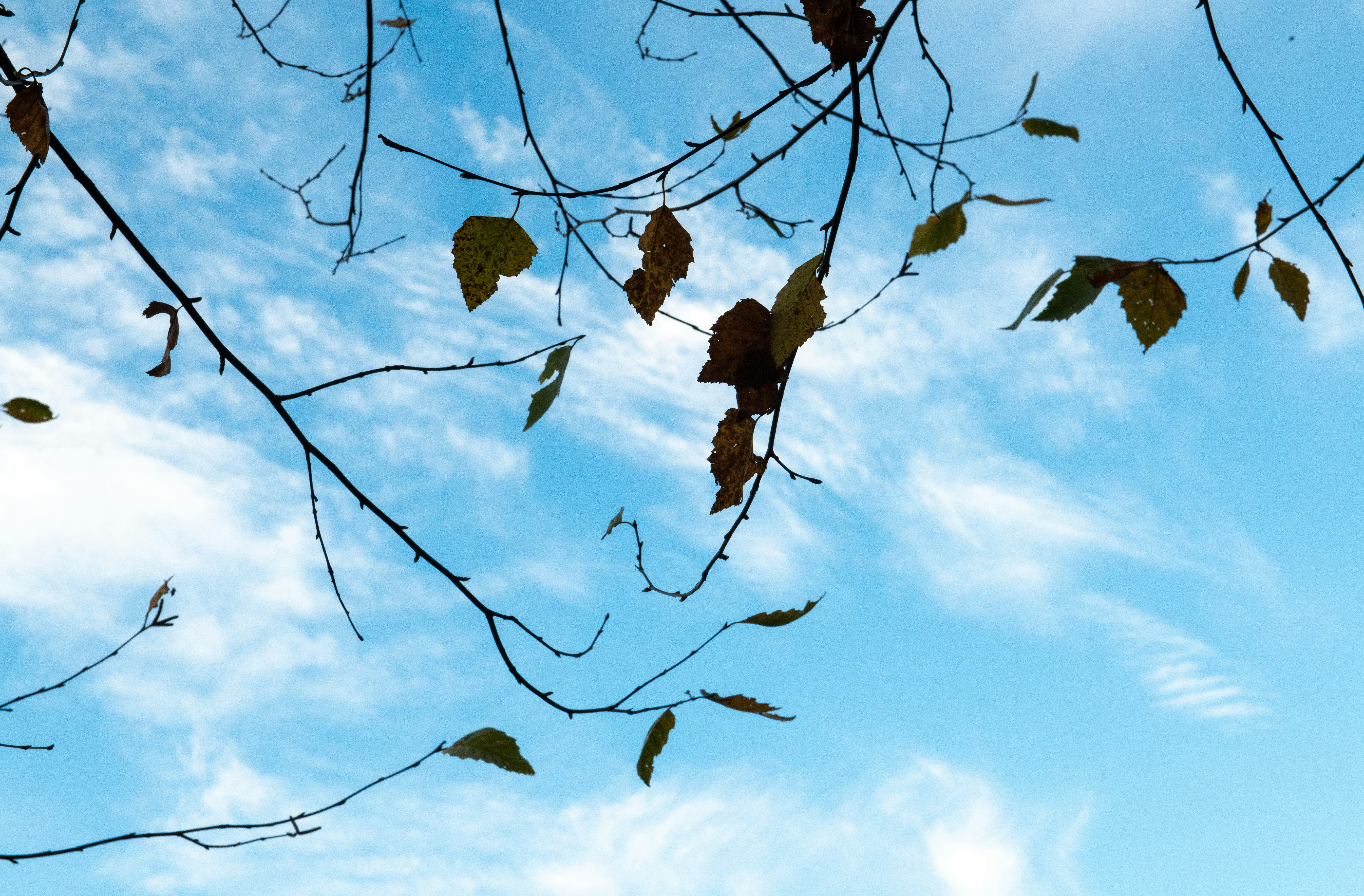 Bare branches with few leaves against blue sky