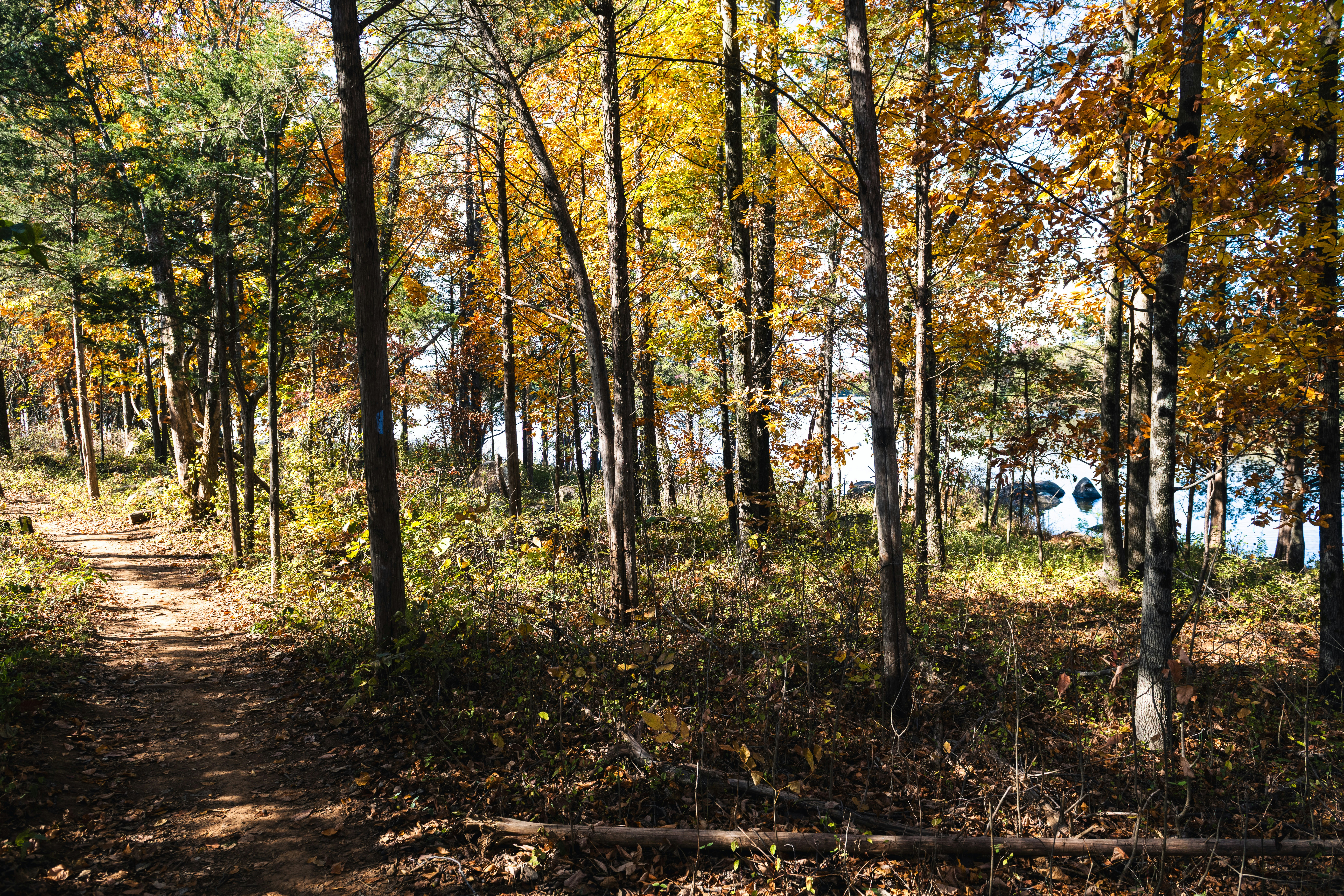 Autumn forest path leading to a calm lake.