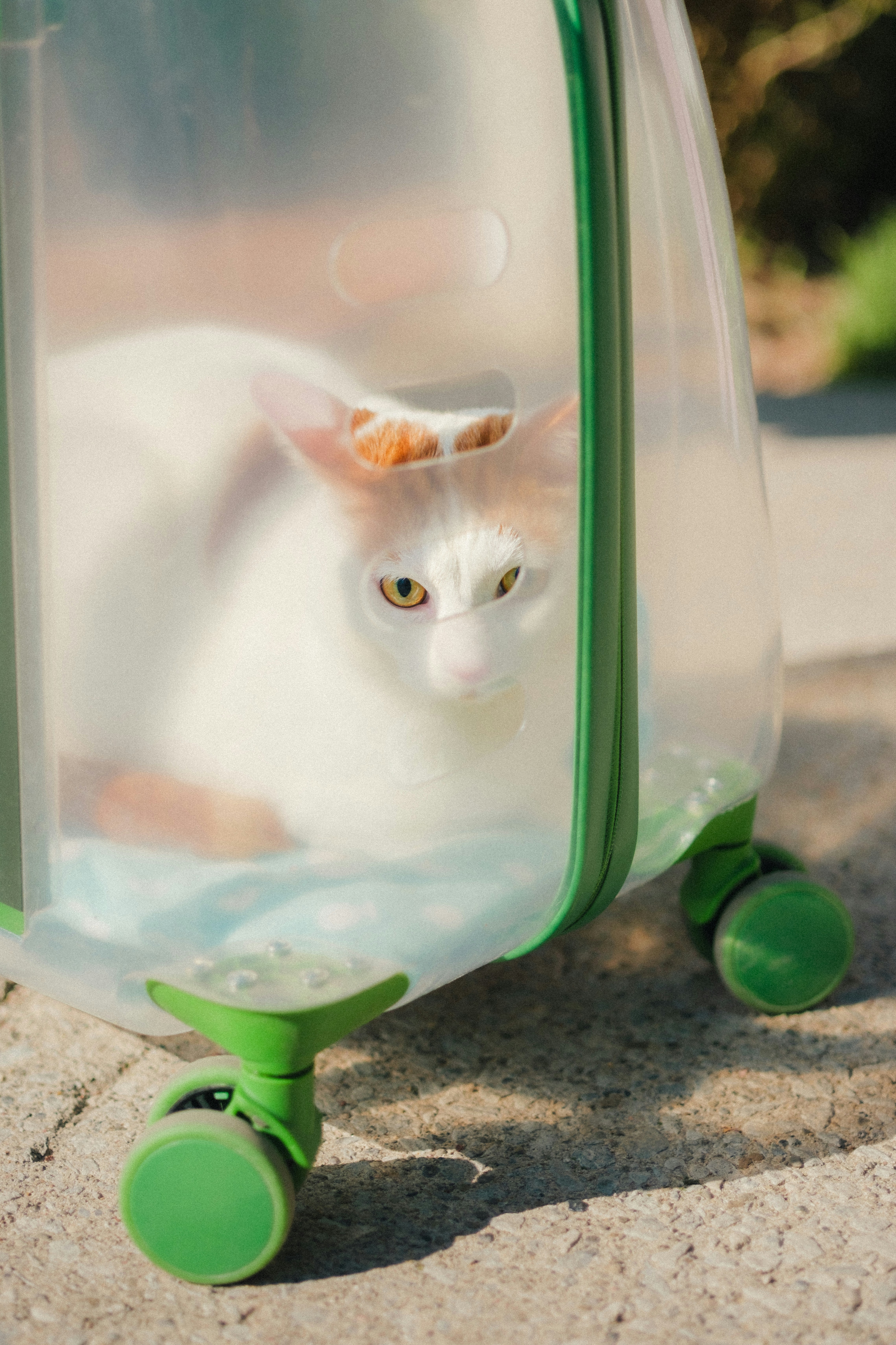 Pastel, minimalist pet portrait: a white cat rests inside a translucent mint-green rolling carrier on sunlit pavement. Soft, diffused light through the plastic creates a dreamy look while the cat’s eye provides a crisp focal point. | White cat with orange markings in a clear carrier.