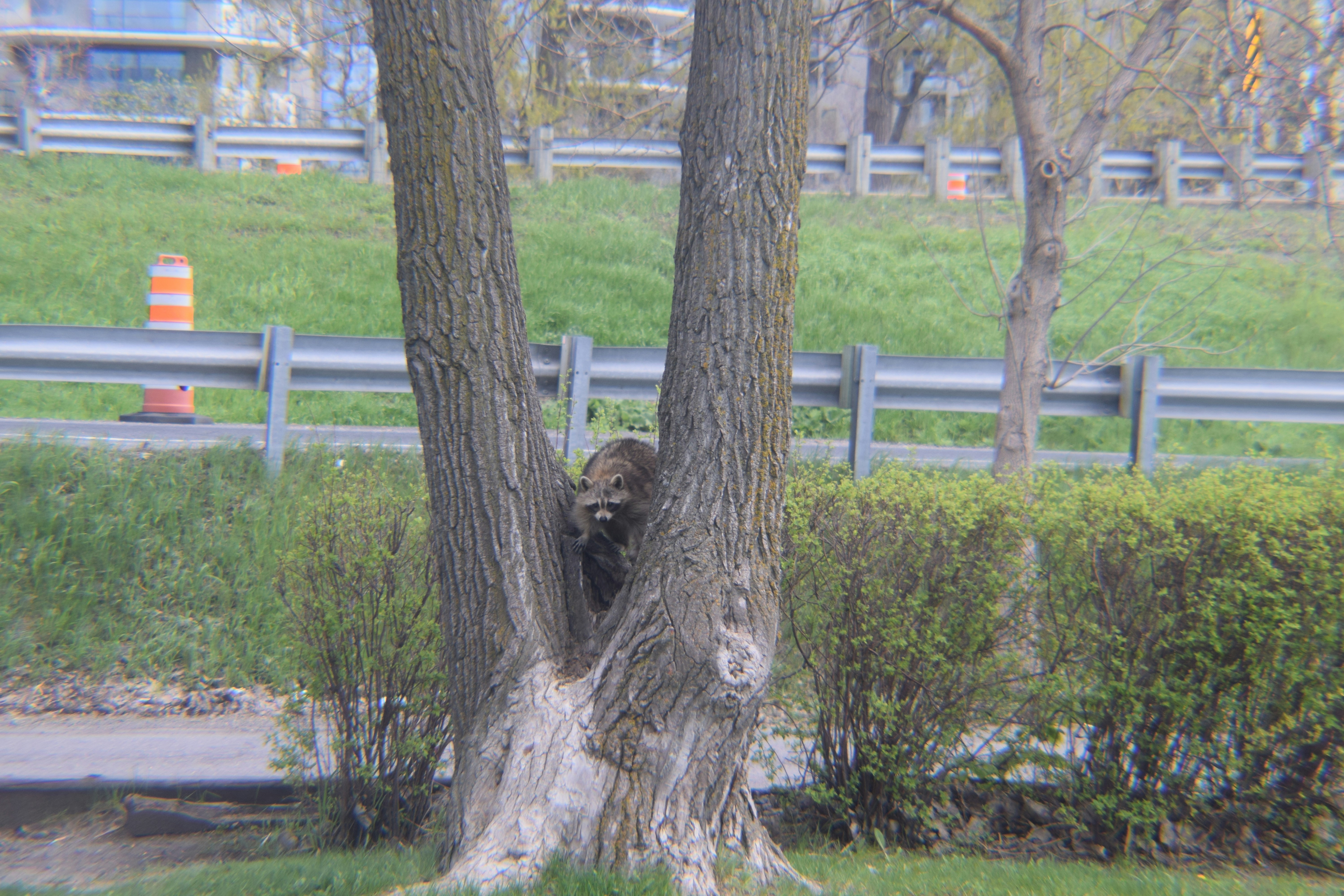 A Hidden Encounter: Nature's Surprise in the City