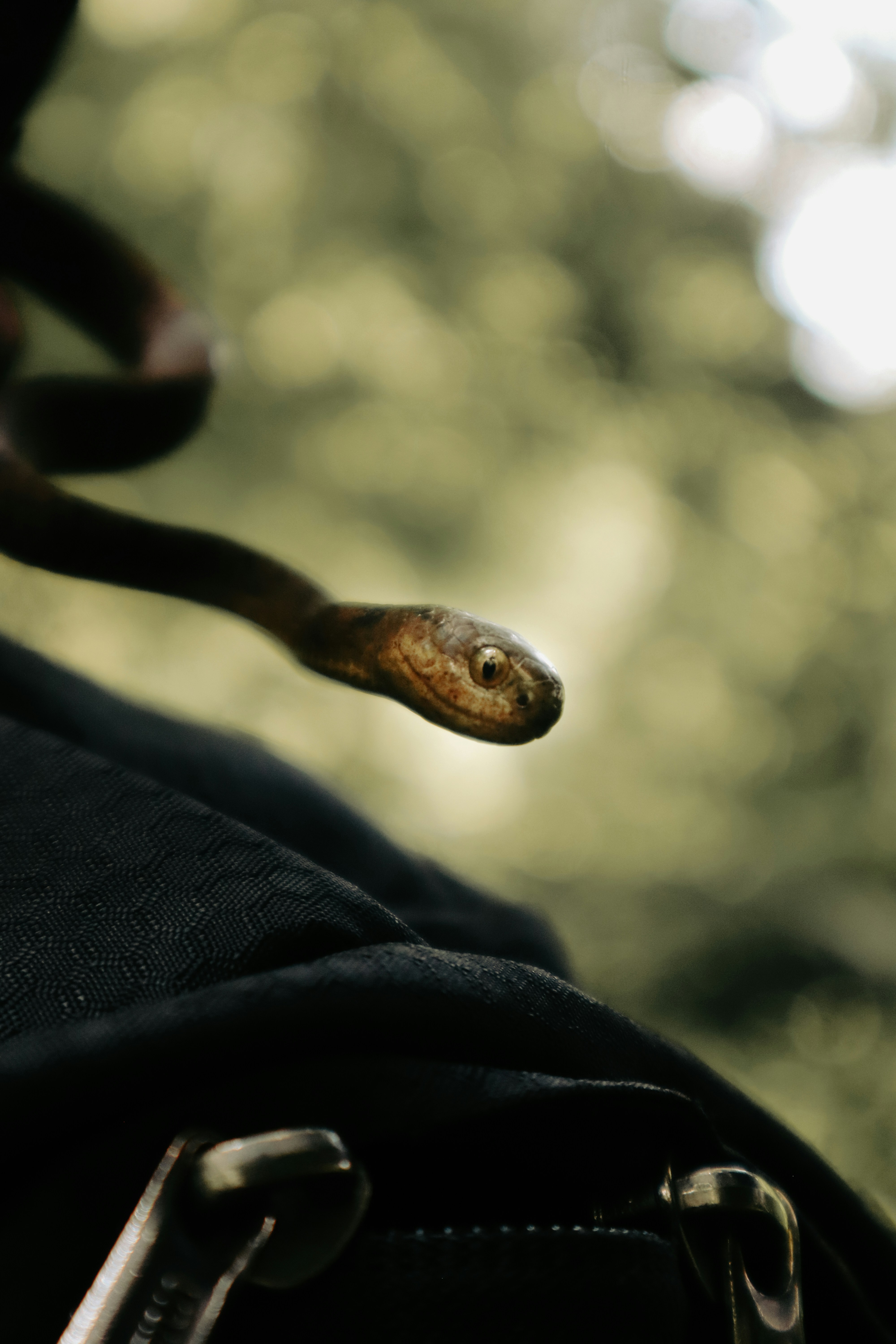 Whispers of the Wild: A Serpent's Gaze