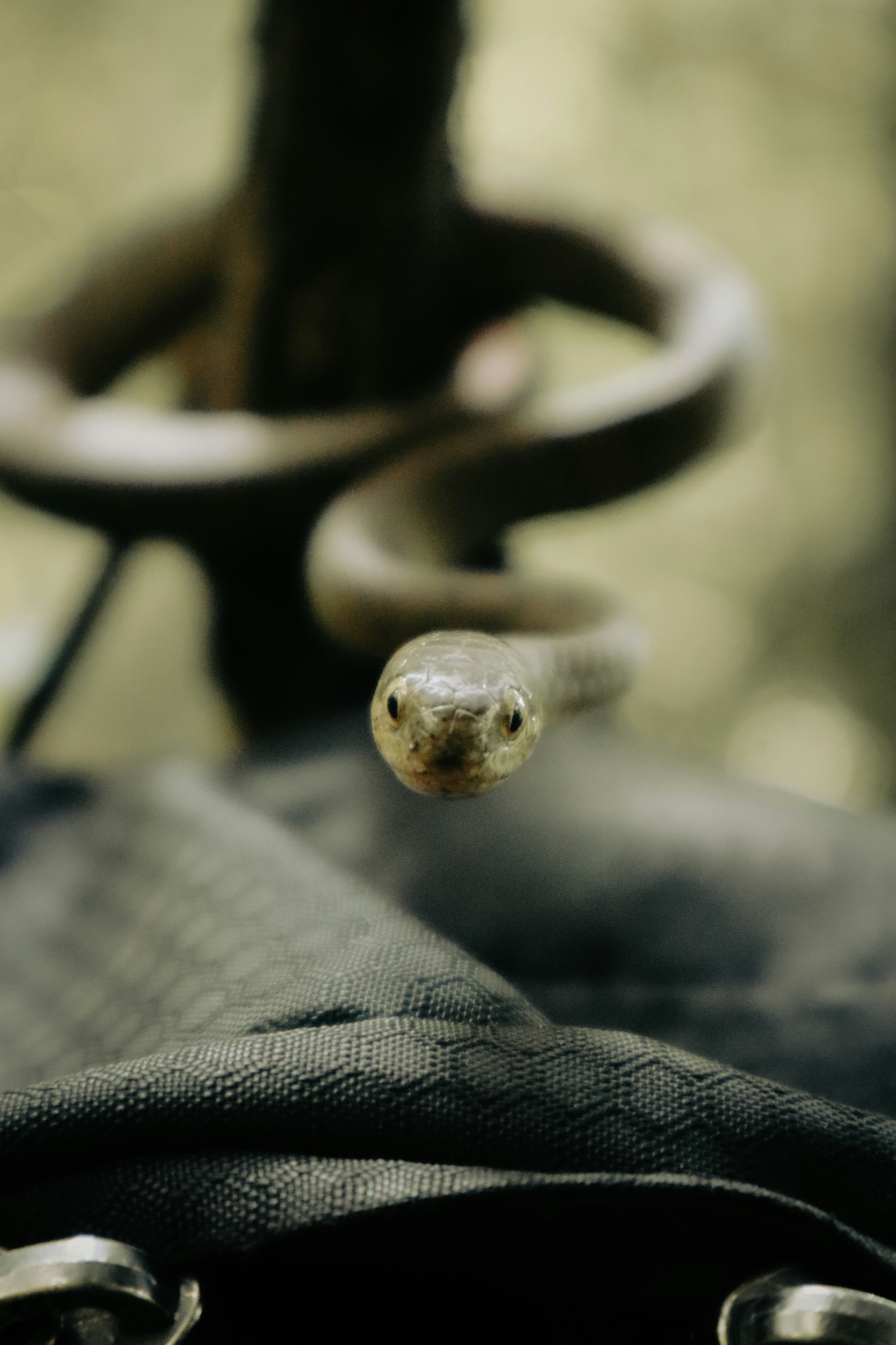 Serpent's Gaze: Nature's Intriguing Encounter