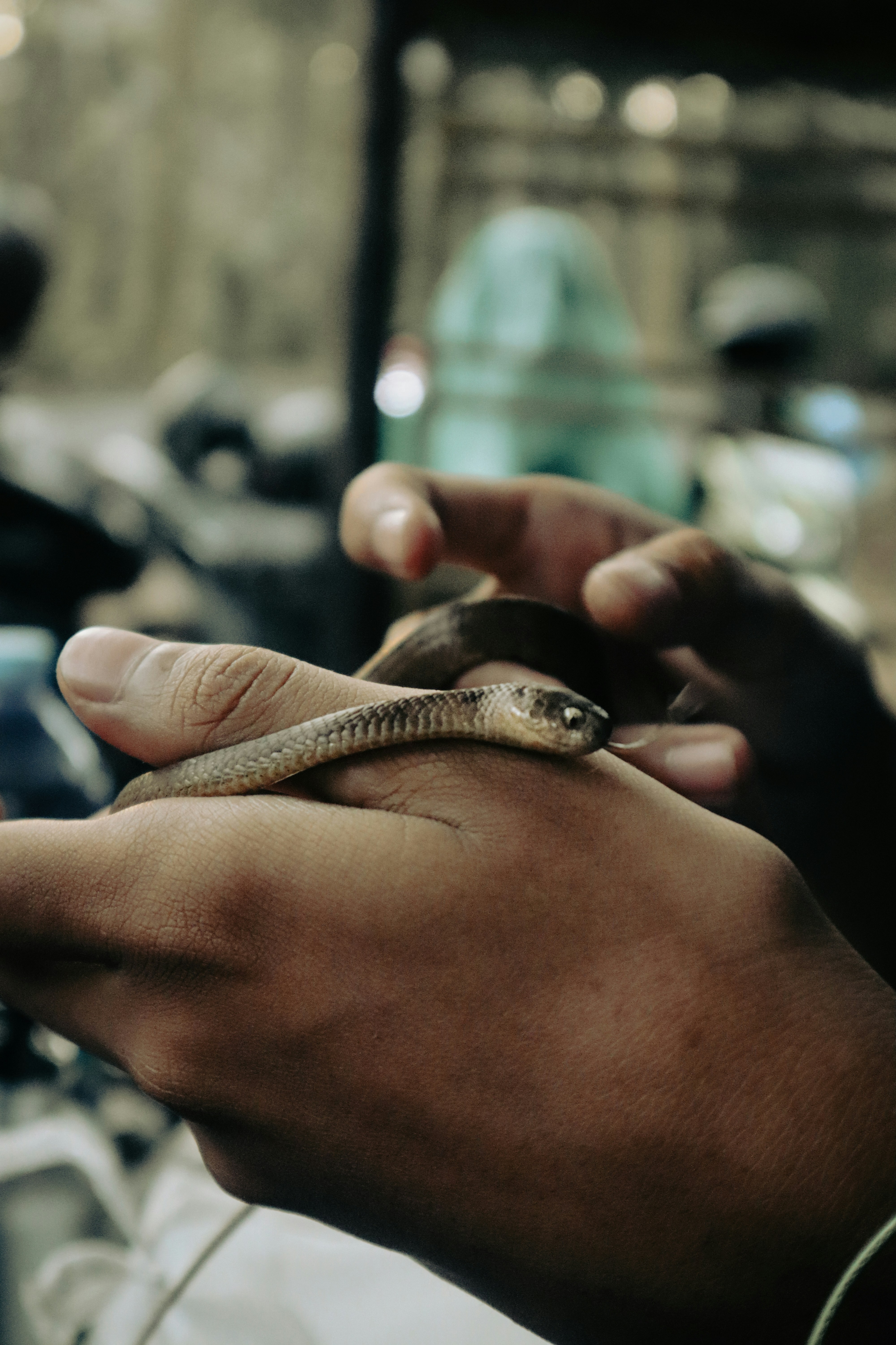 The Serpent's Embrace: A Close Encounter
