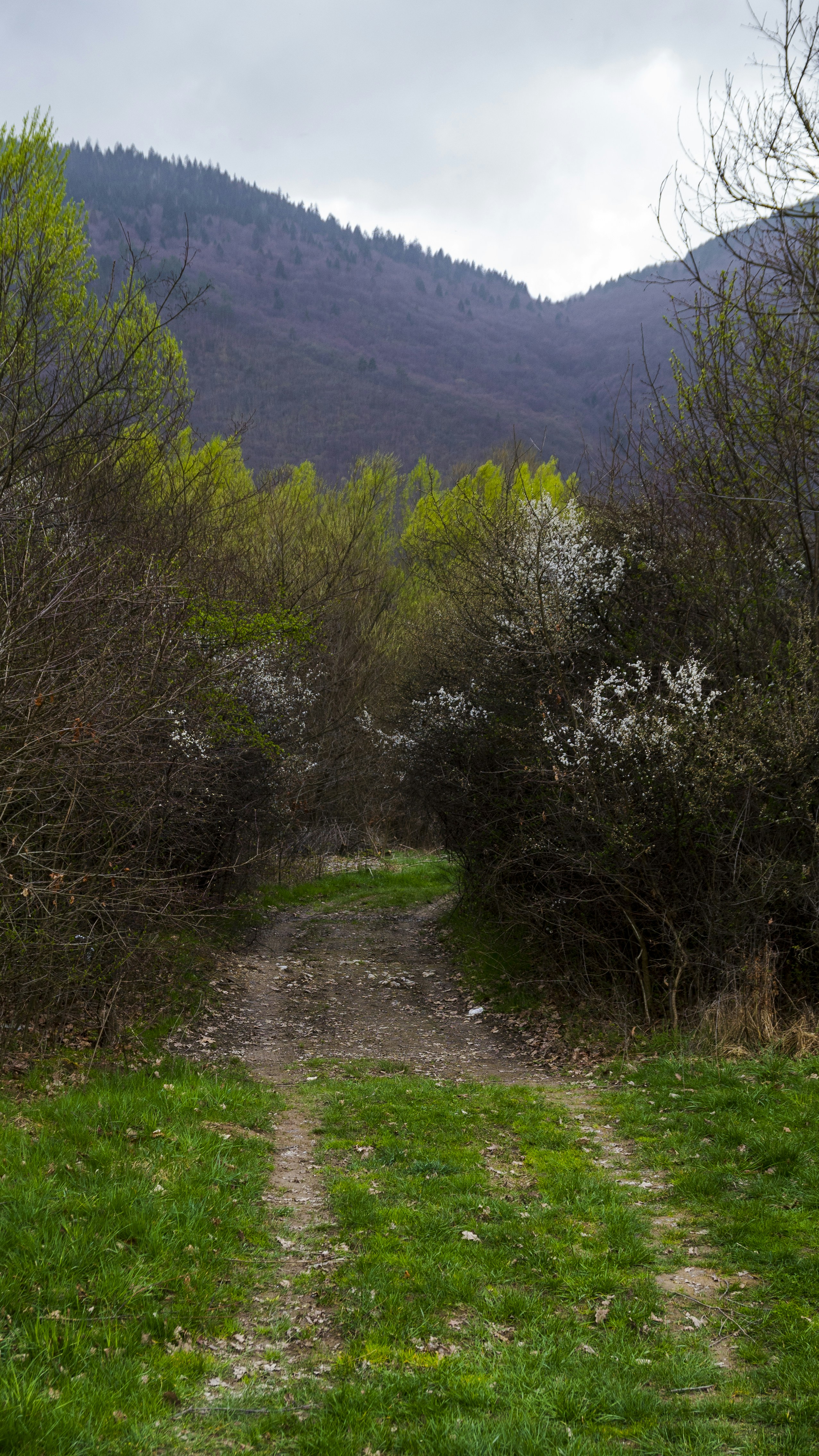 A dirt path leads through a forest with blooming trees.