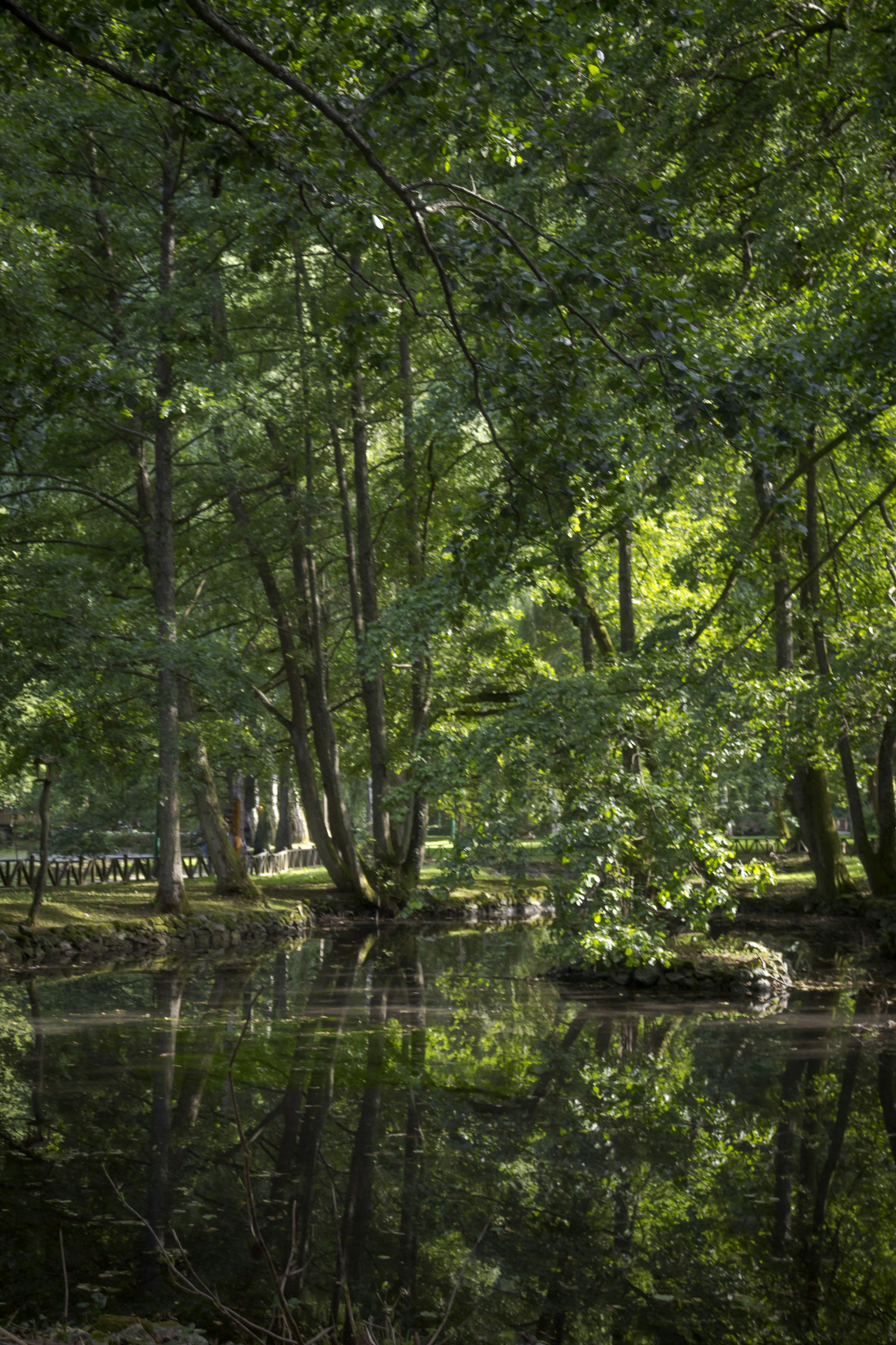 Tall trees reflected in a calm dark body of water.