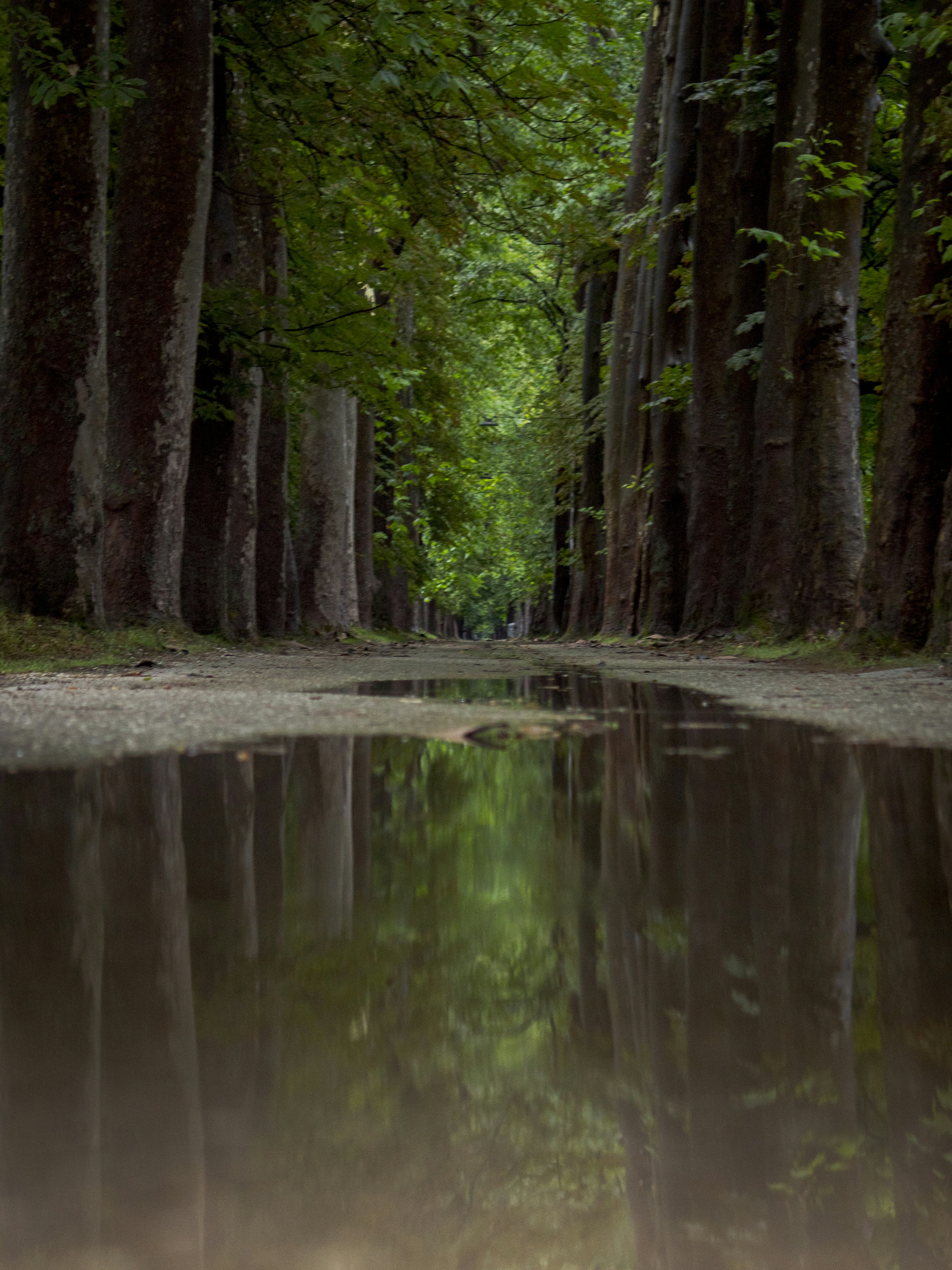 Reflections of Tranquility: A Pathway Through Nature's Embrace
