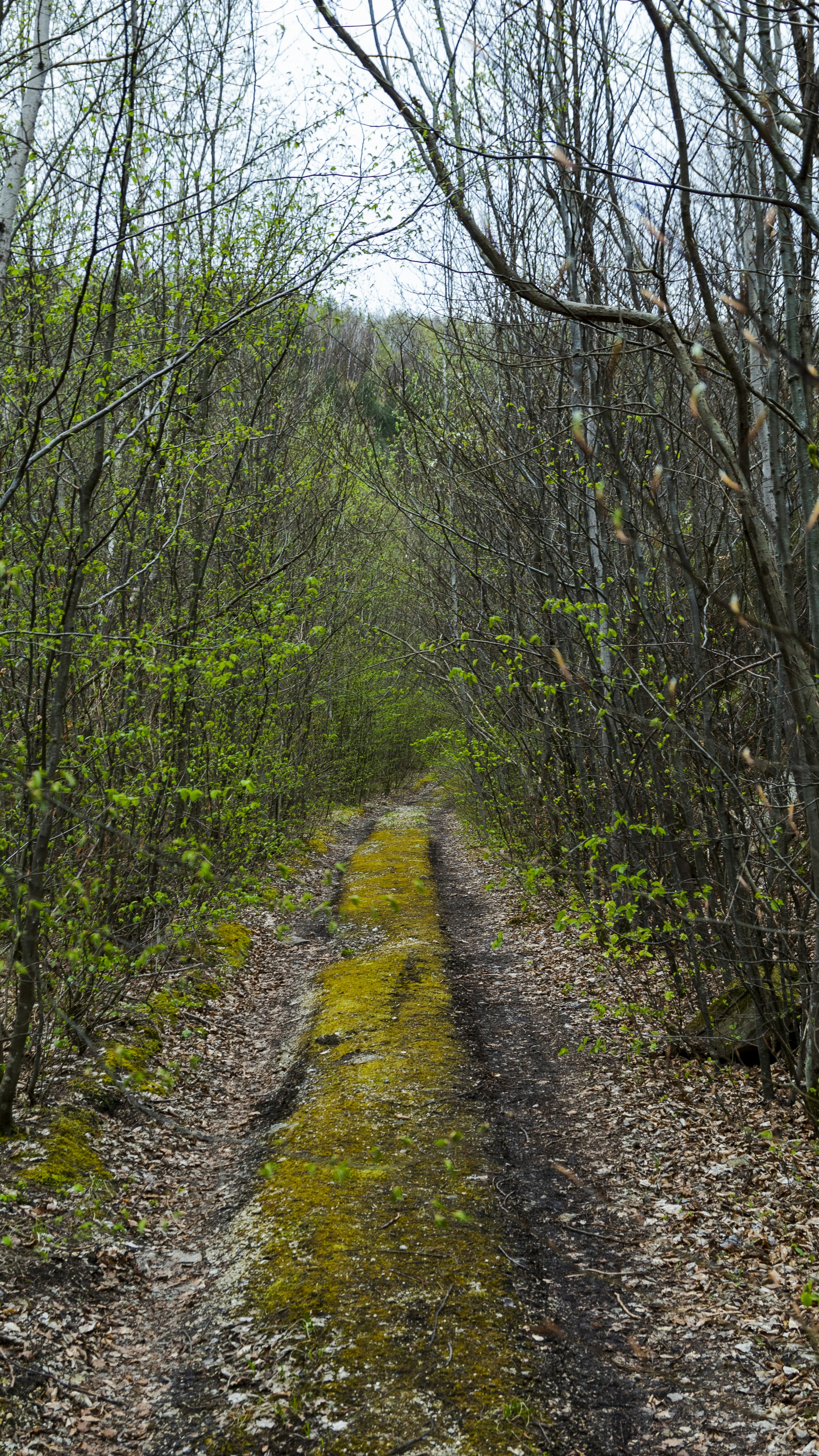 Moss-covered trail winding through a lush, green forest with budding leaves and bare trees. A serene pathway invites exploration.