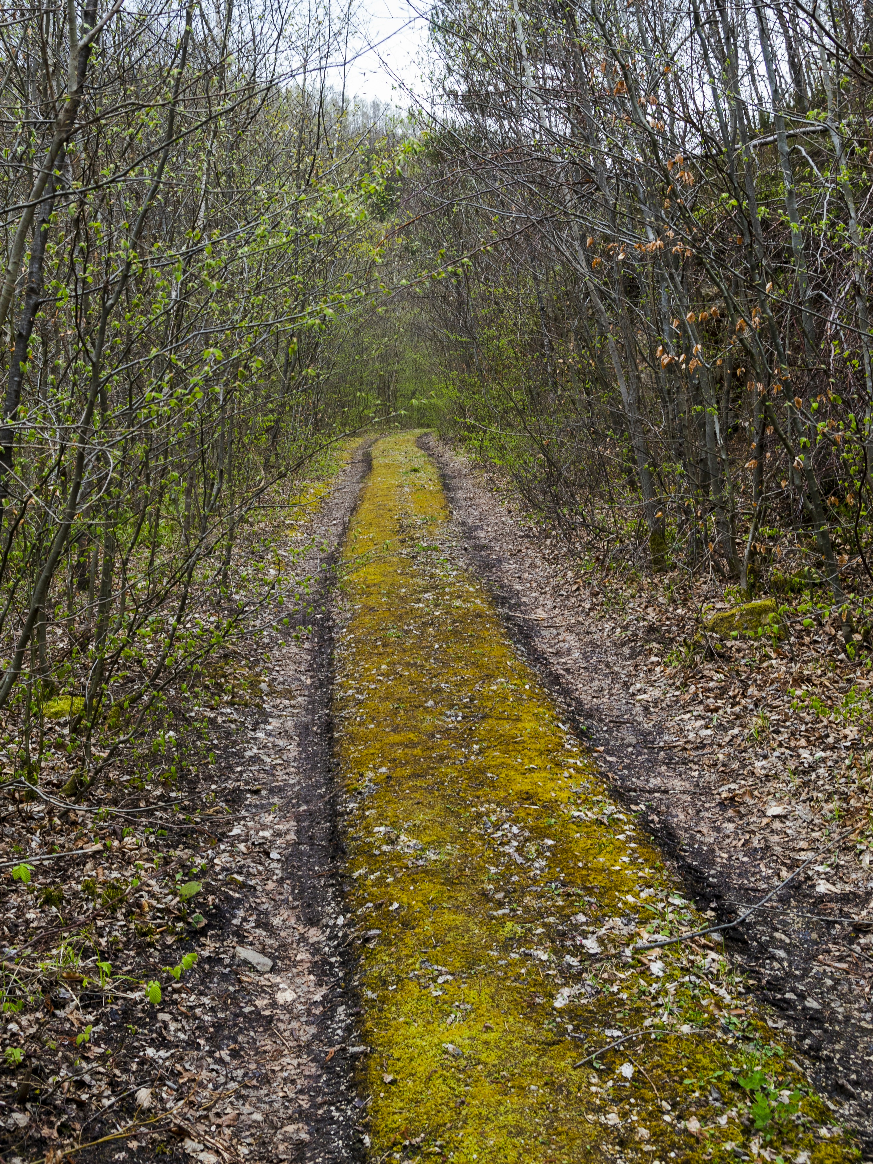 Emerald Pathway Through Whispering Woods