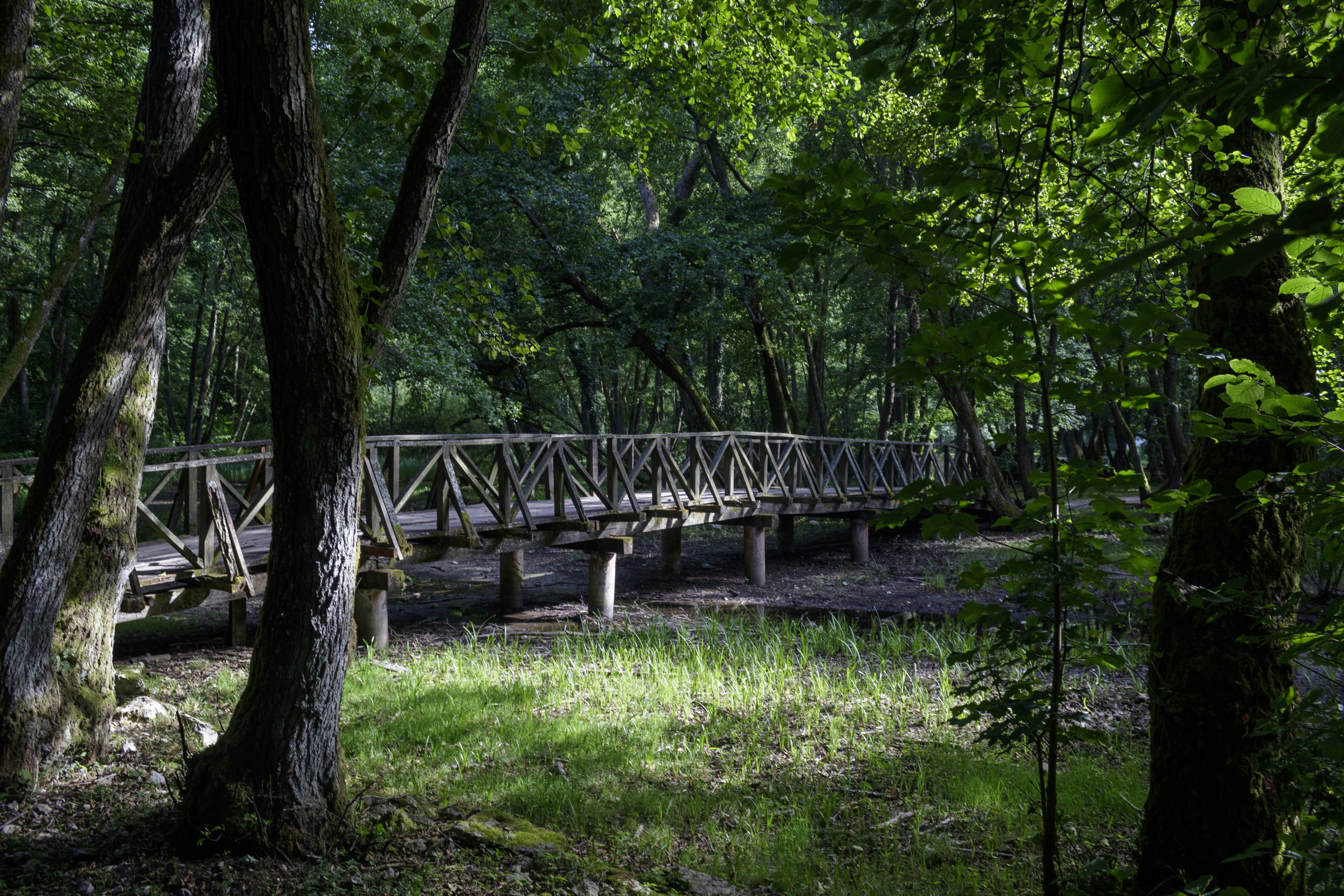 Wooden bridge crossing a stream in a lush forest.