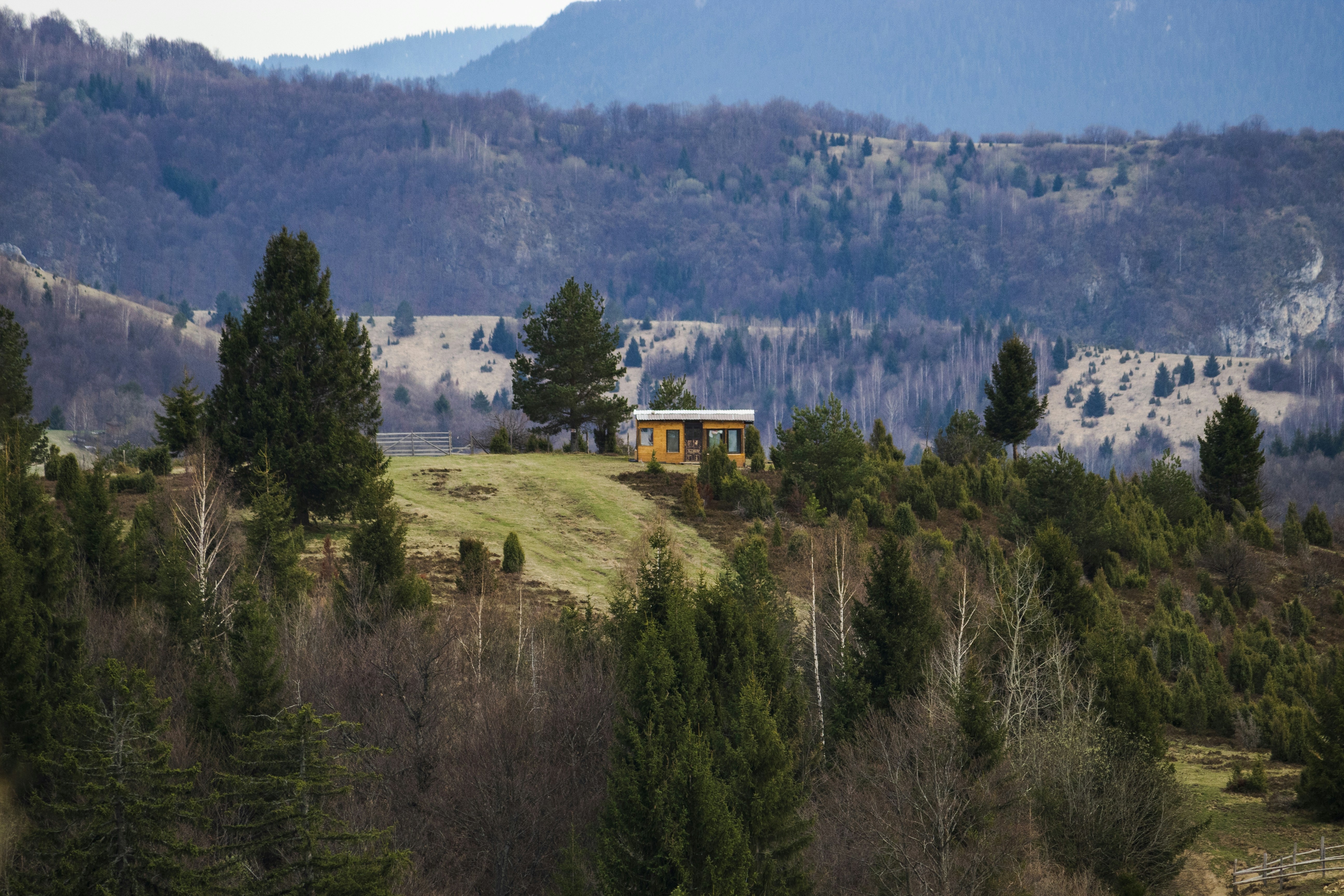 Solitary Yellow Cabin on a Pine-Dotted Hill Under Soft Afternoon Light