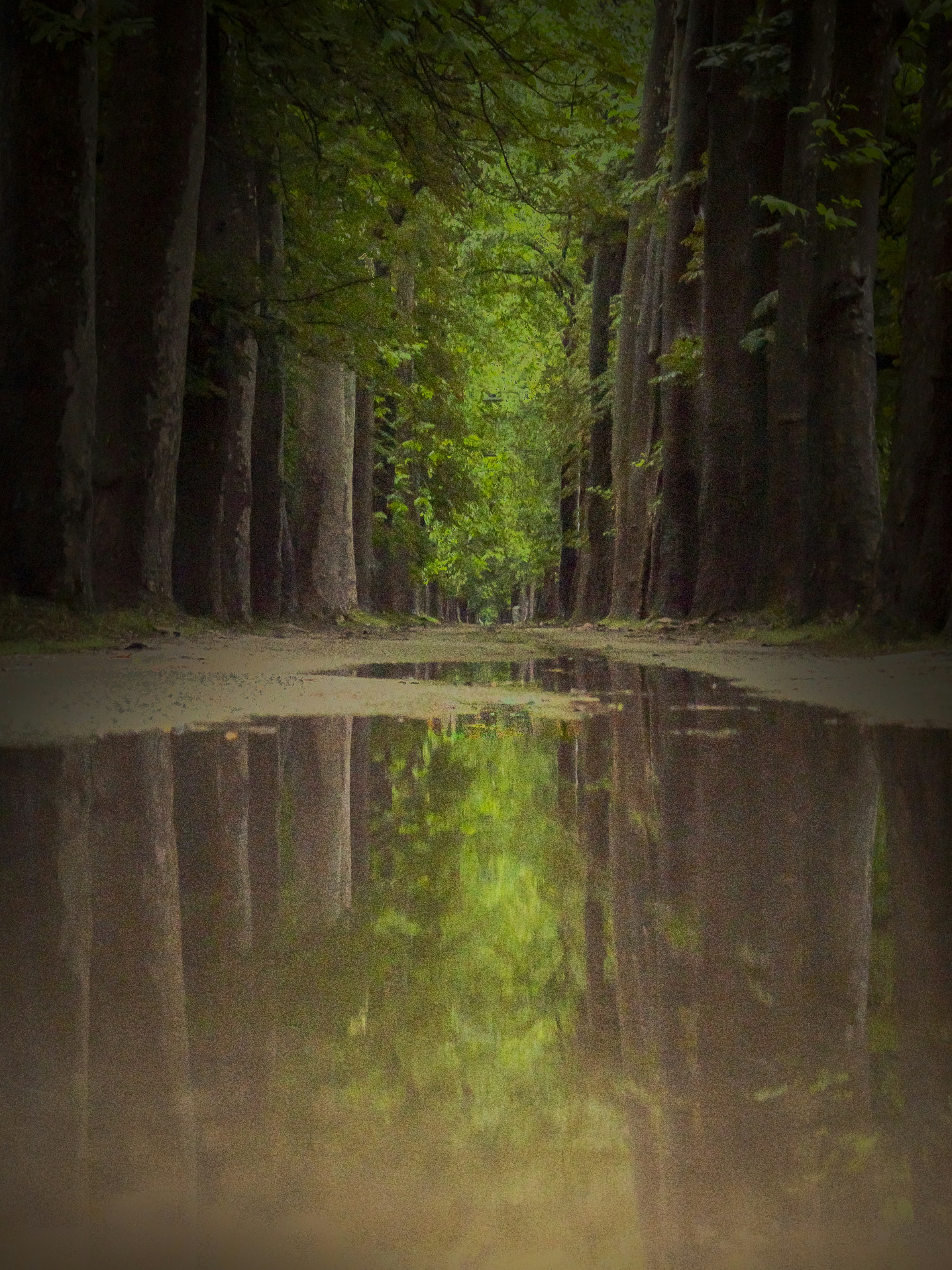 Whispers of the Canopy: A Serene Reflection