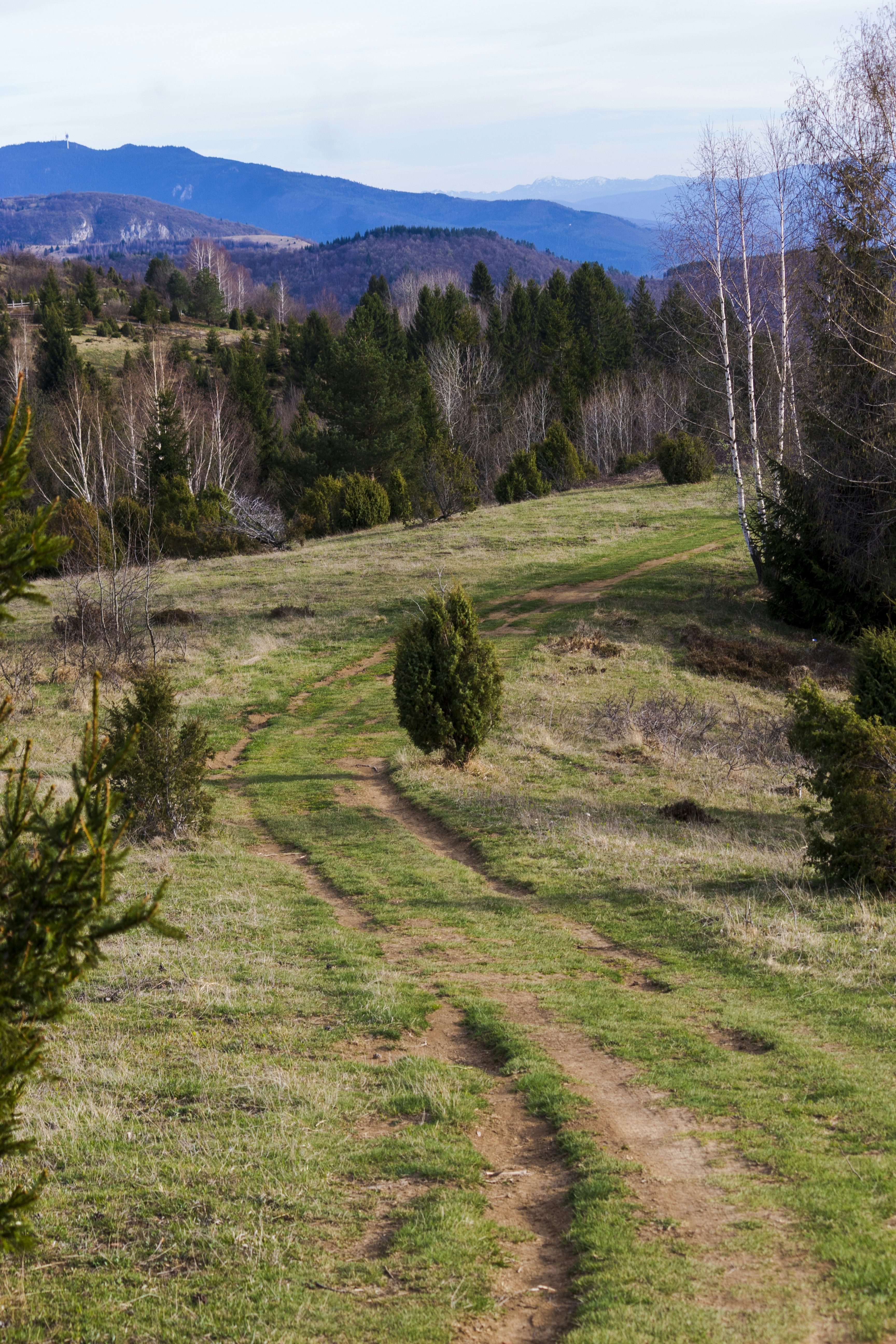 A dirt path winds through a grassy hillside with trees. photo – Free ...