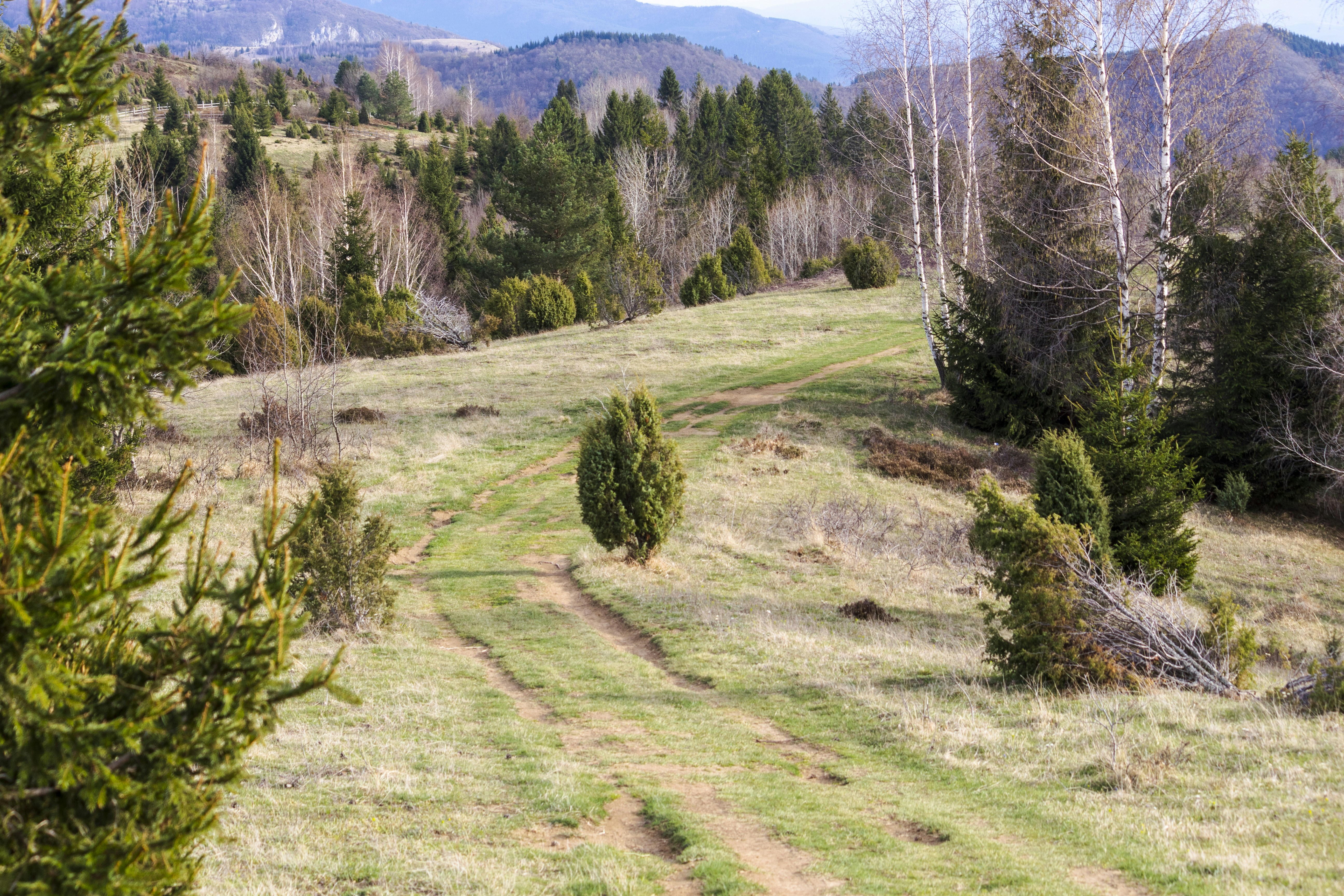 Ridge-side Path: A Quiet Meadow Leading Toward Distant Pines