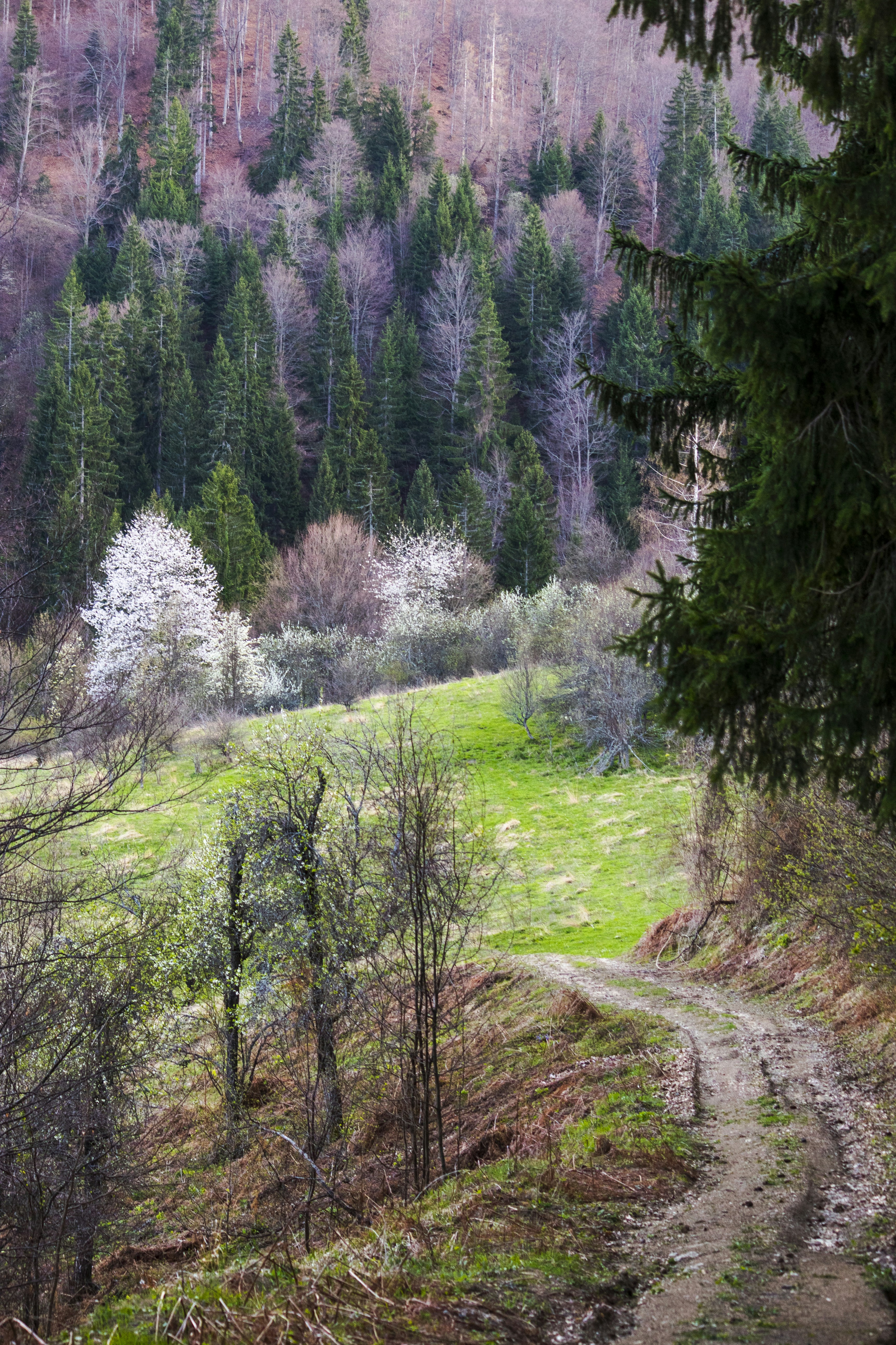 A winding dirt path through a lush green forest. photo – Free Forest ...