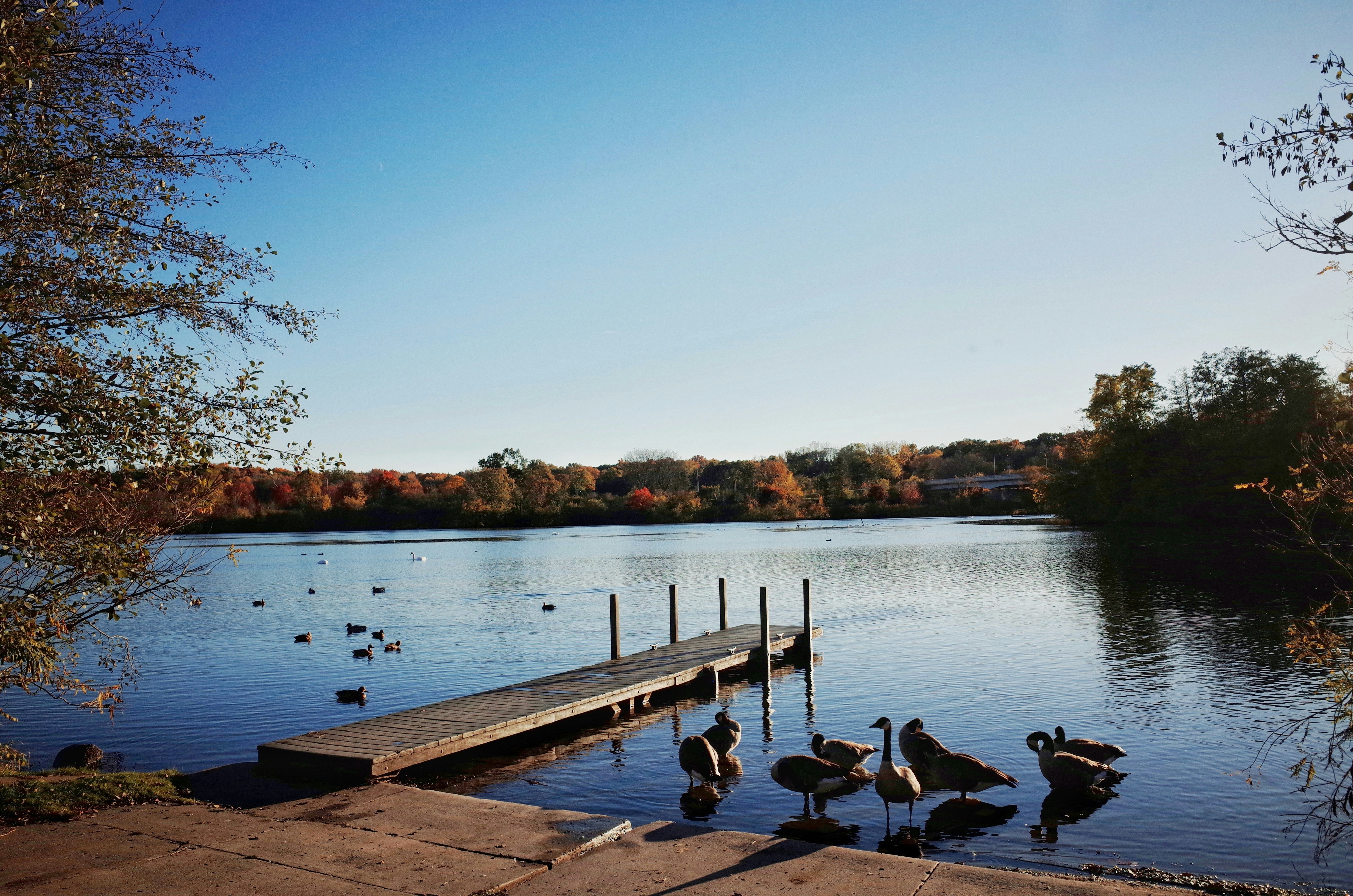 Serenity by the Waterside: A Gathering of Geese