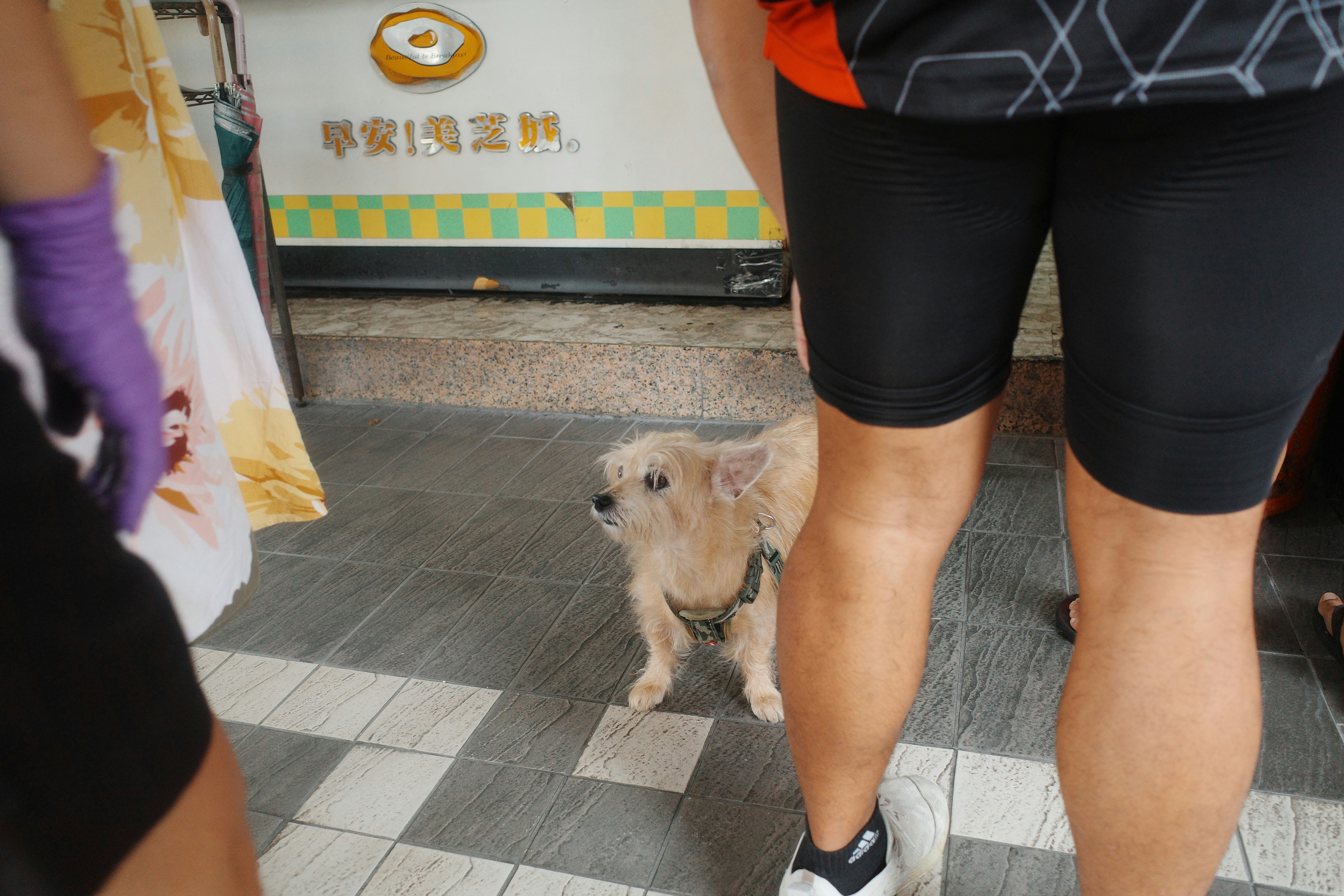 A small dog stands on a tiled floor.