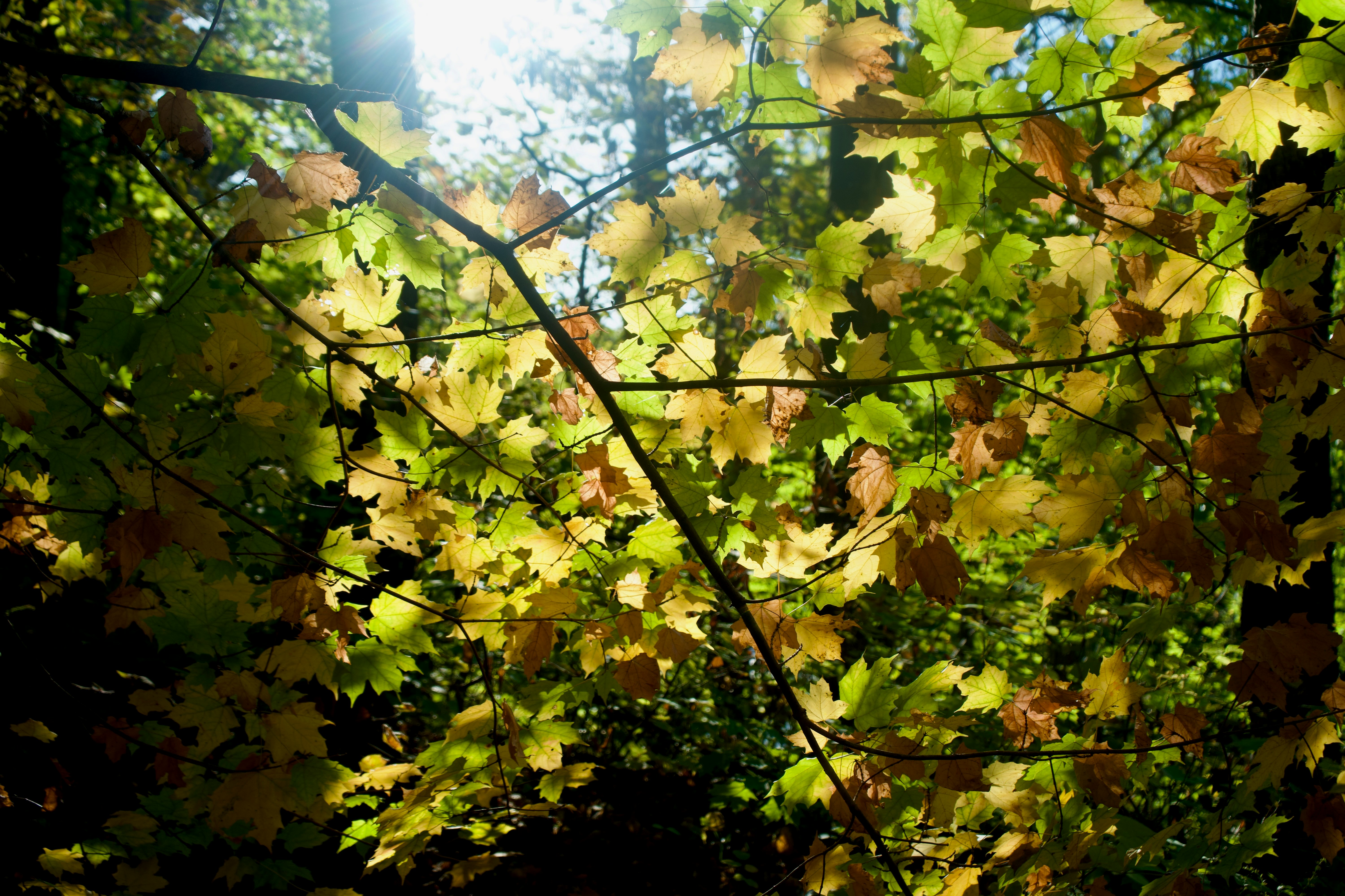 Whispers of Autumn: A Canopy of Color