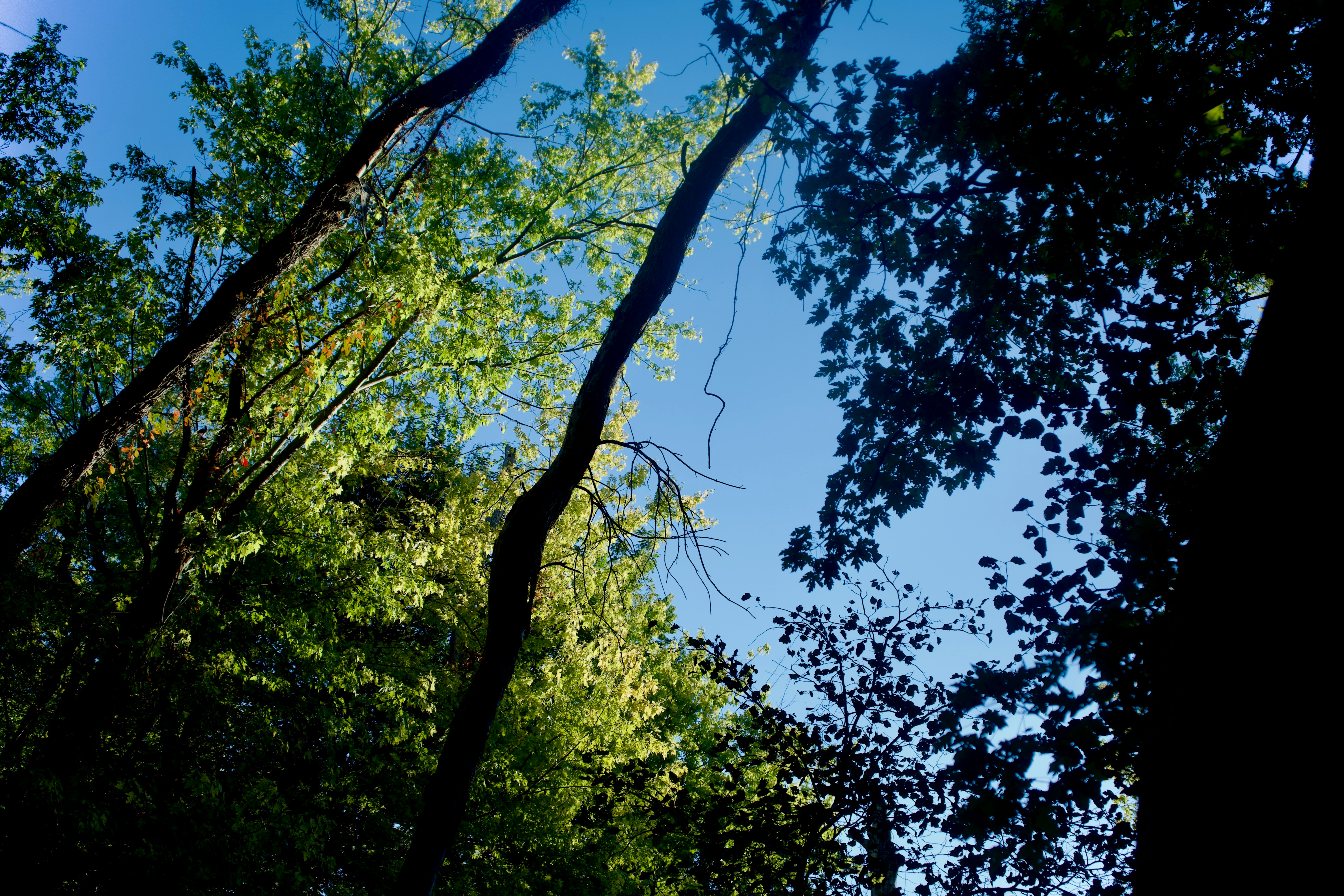 Looking up through sunlit green trees towards blue sky