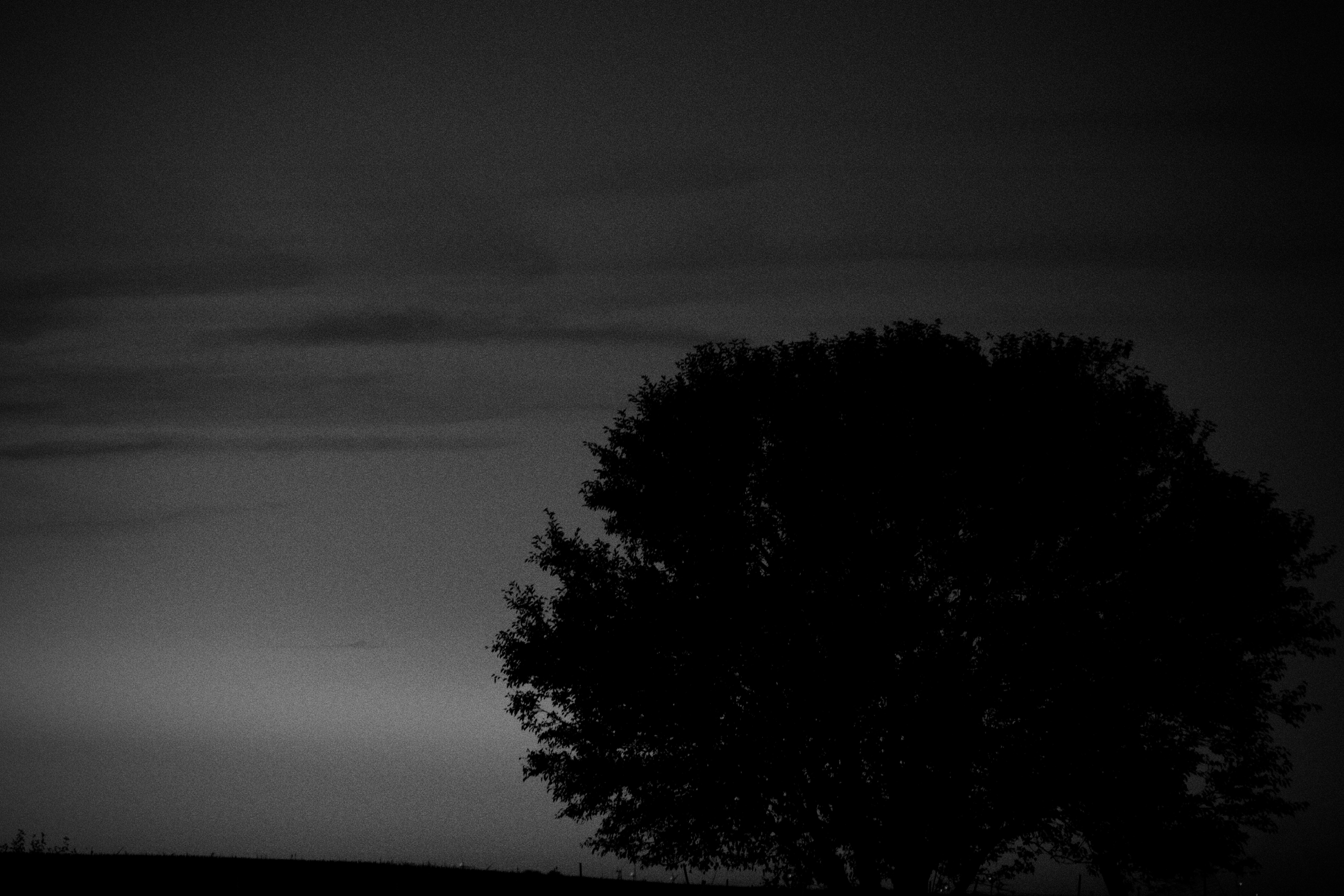 Silhouette of a tree against a dark, cloudy sky