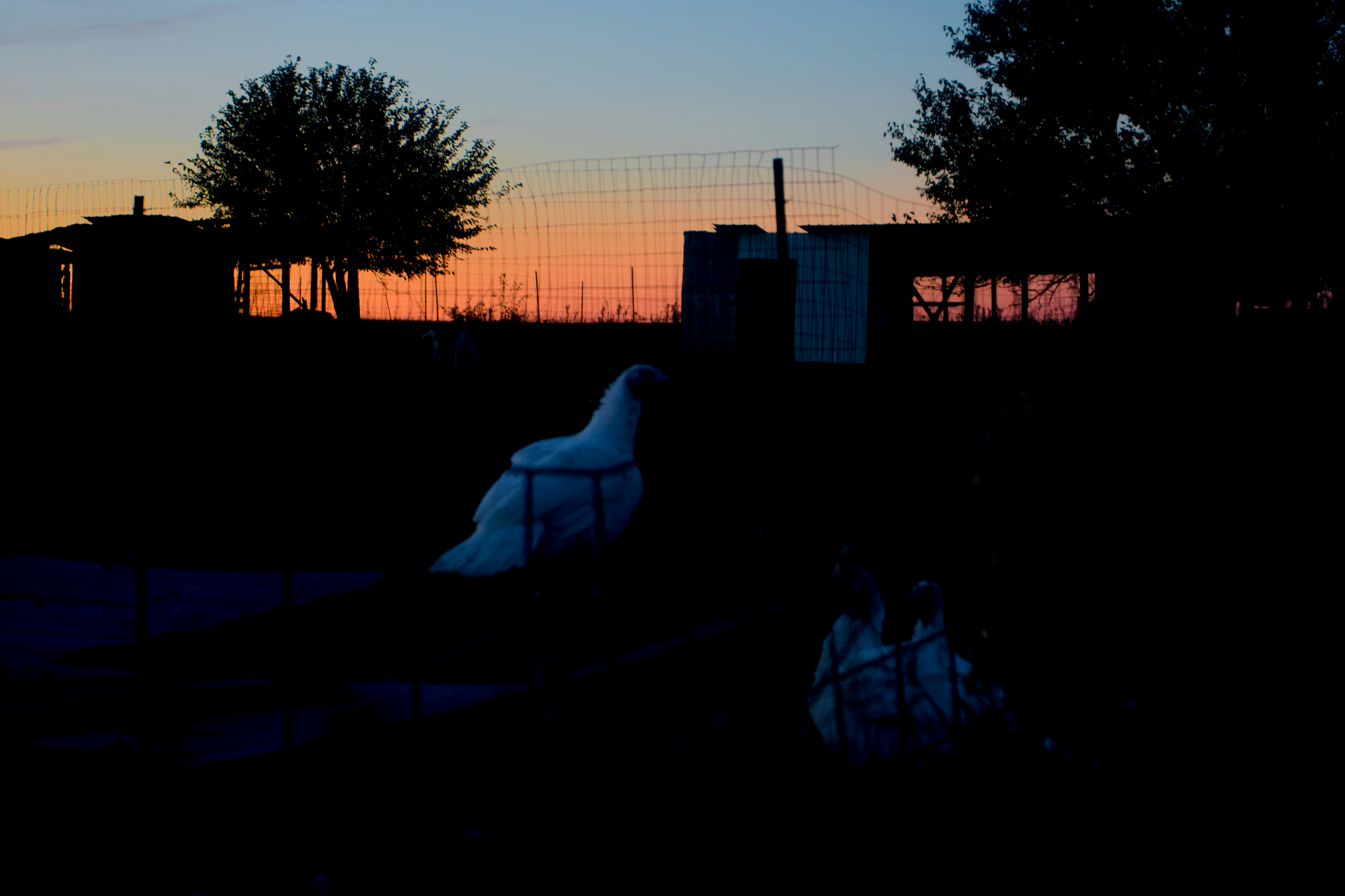Twilight Whispers in the Aviary