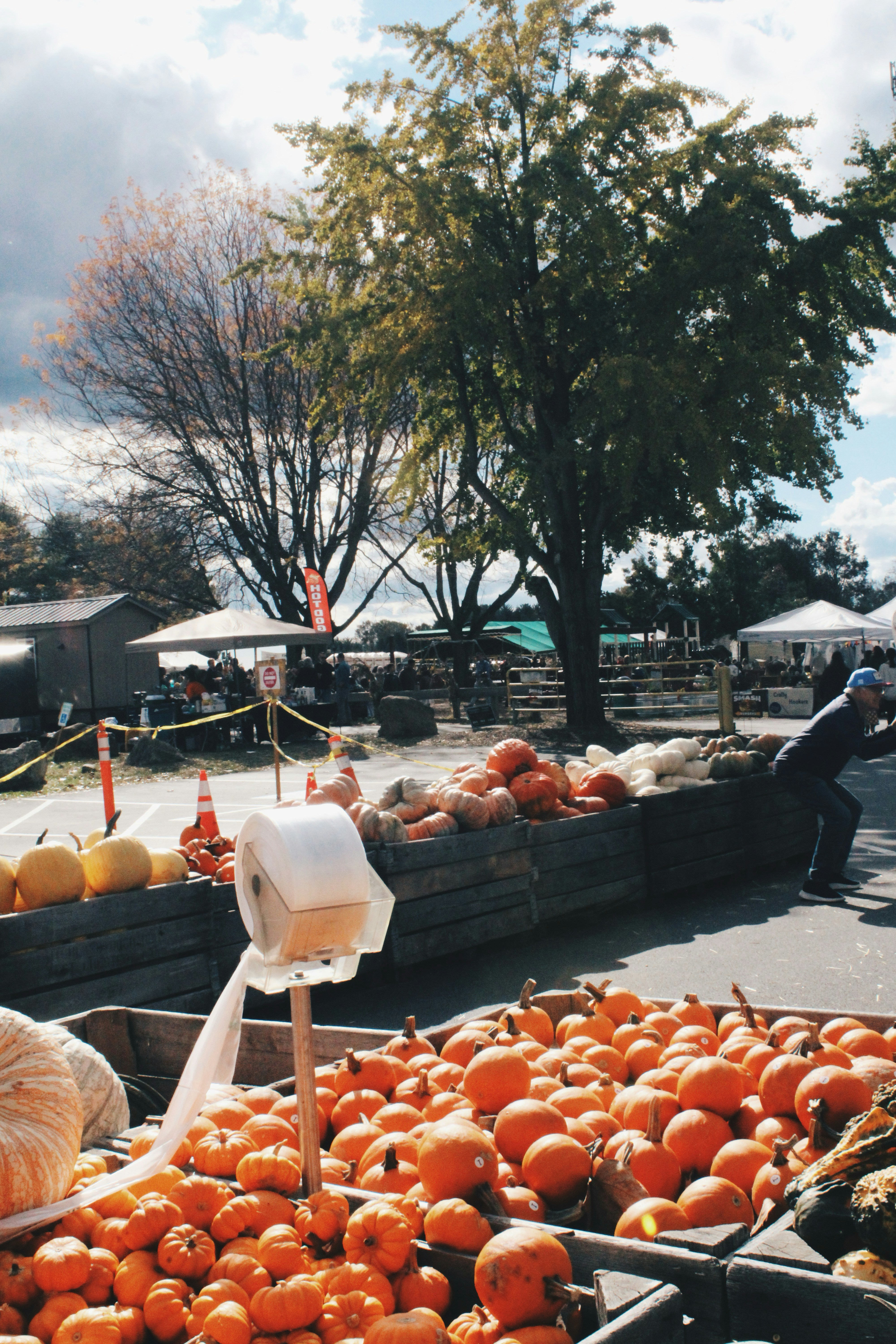 Pumpkins displayed at an outdoor market under trees.