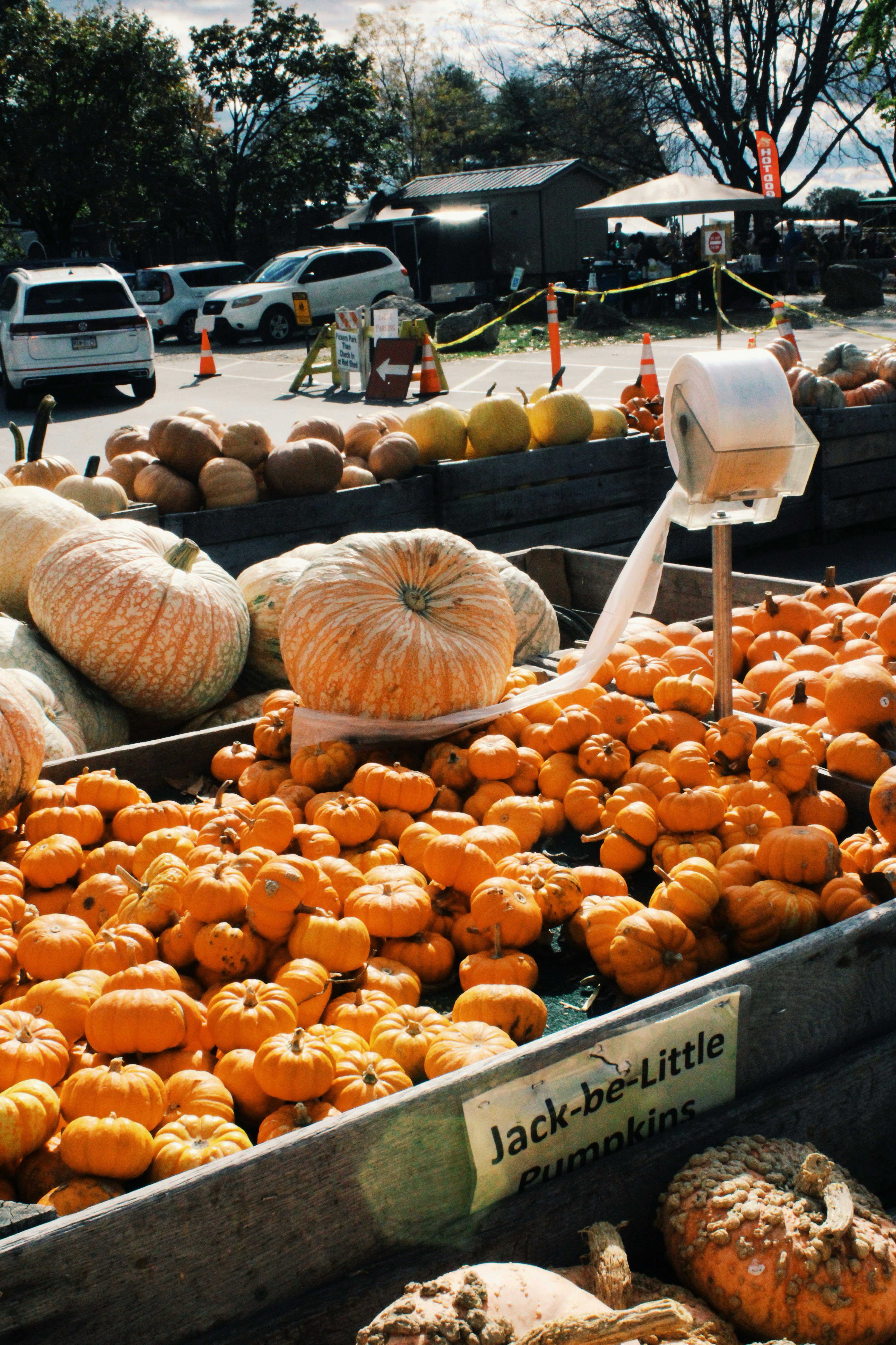 Pumpkins and gourds displayed at a market stall.