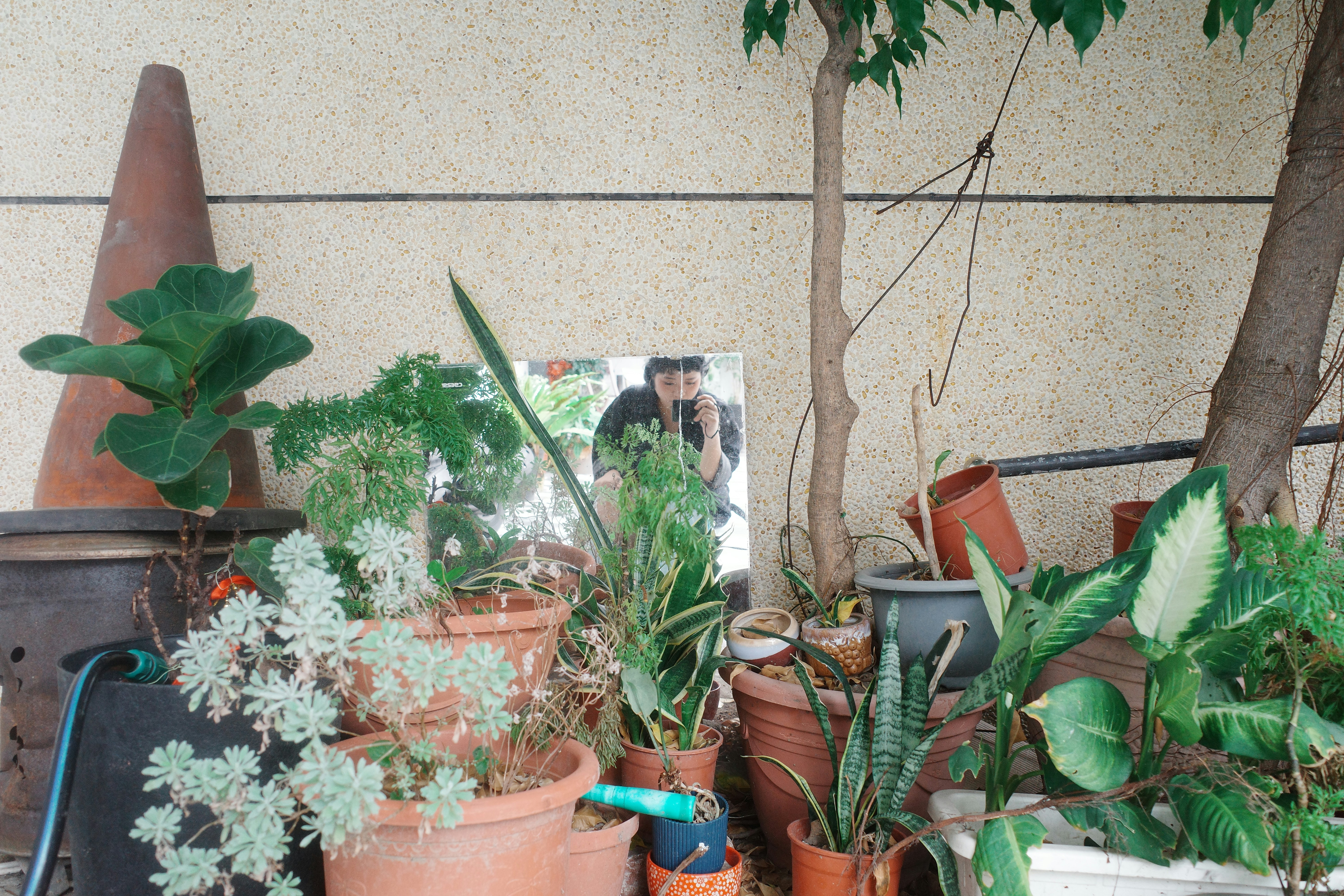 Various potted plants arranged near a wall.
