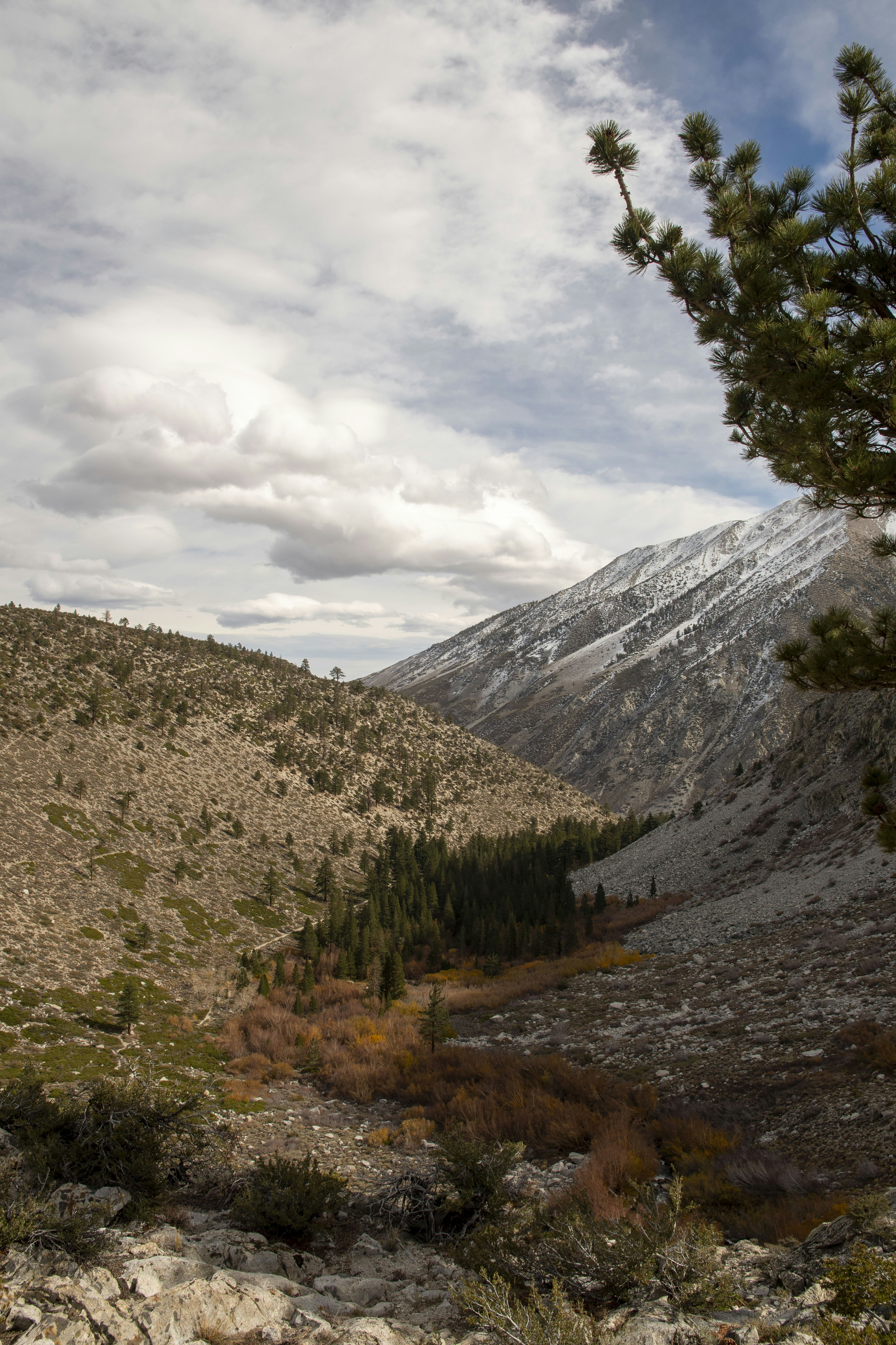 Whispers of the Valley: Nature's Quiet Embrace
