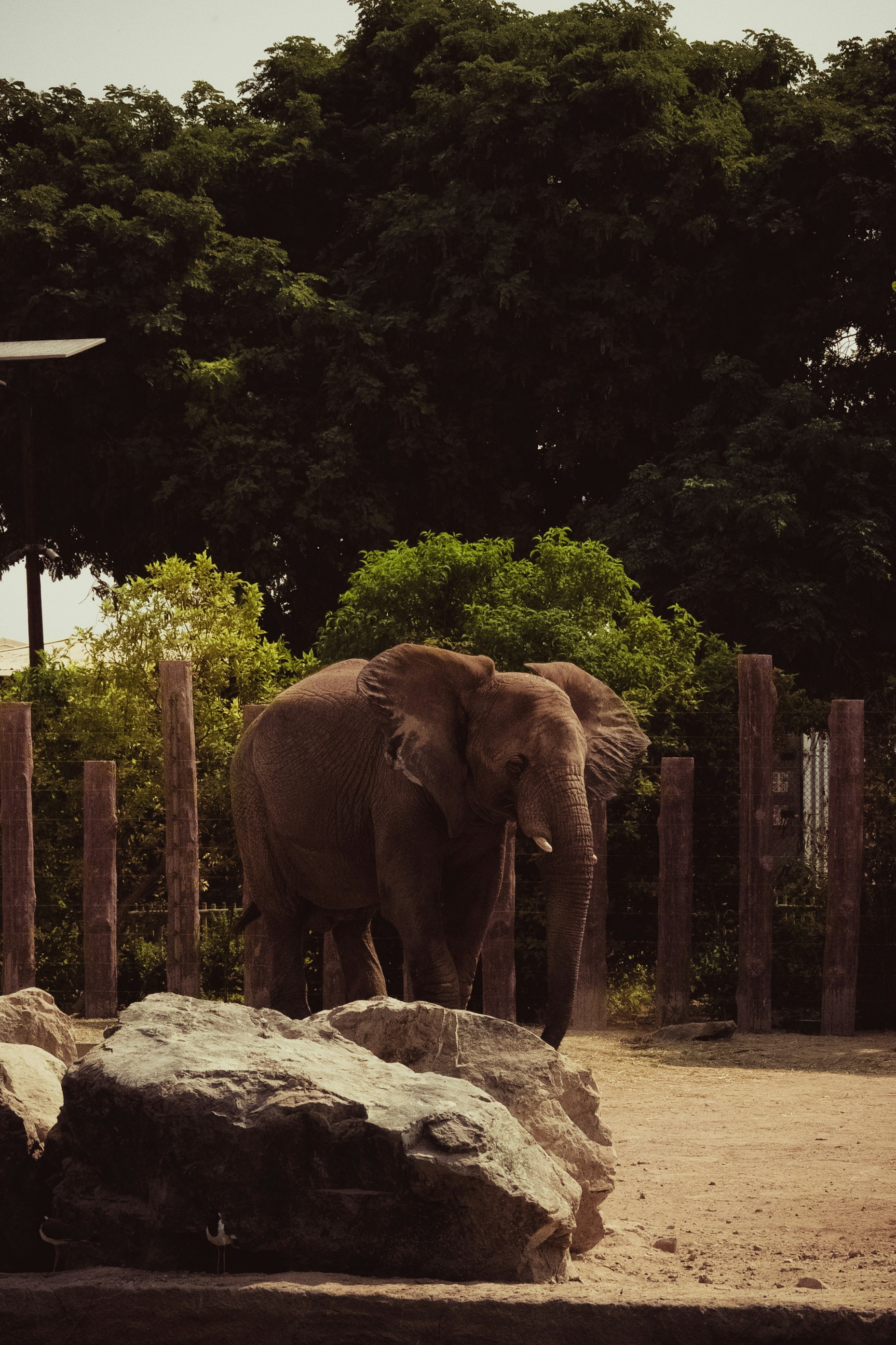 Majestic African elephant in a modern zoo, a powerful glimpse into the reality of giants in captivity. A rare and emotional moment captured through the lens.