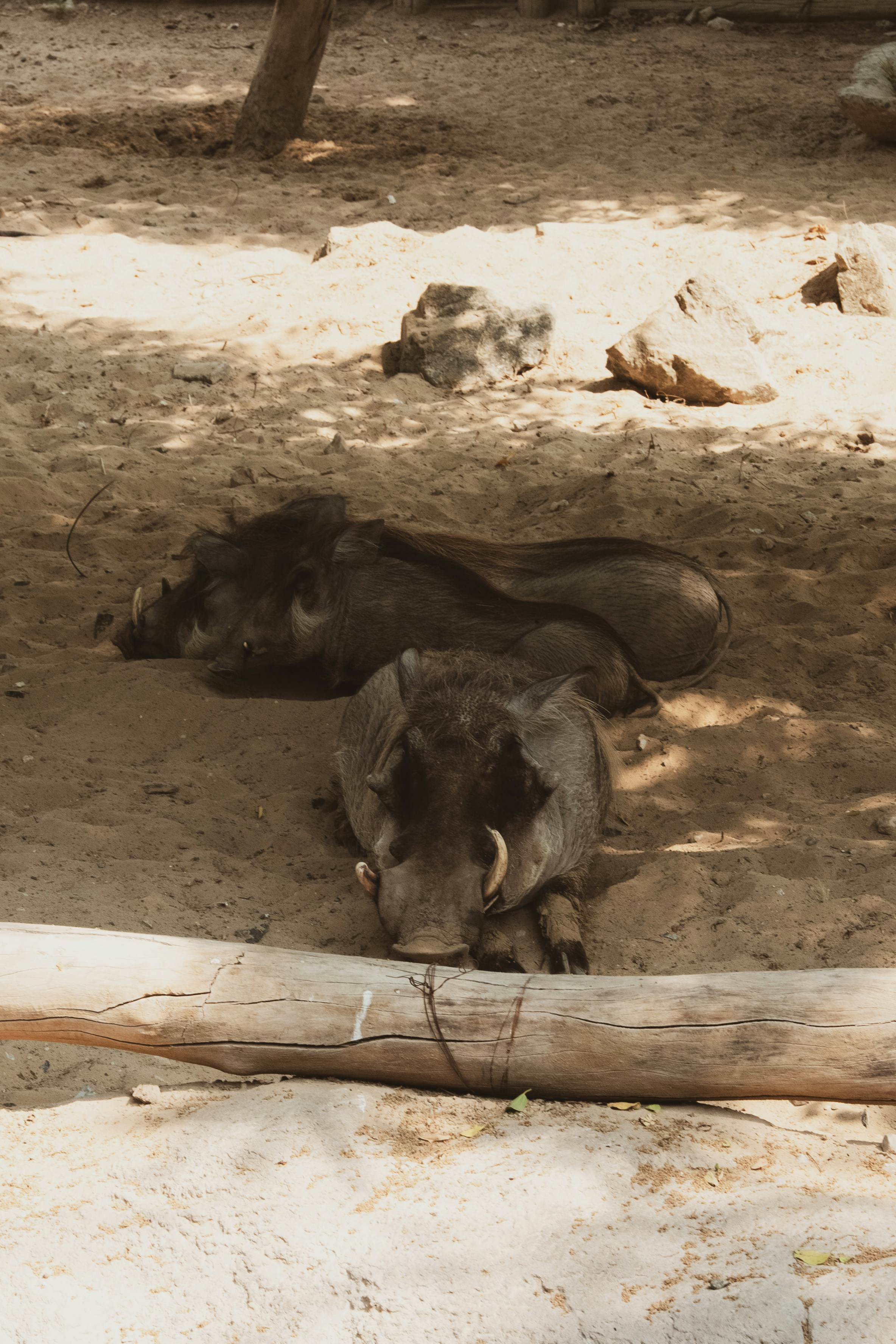 Serene Siesta in the Sunlight