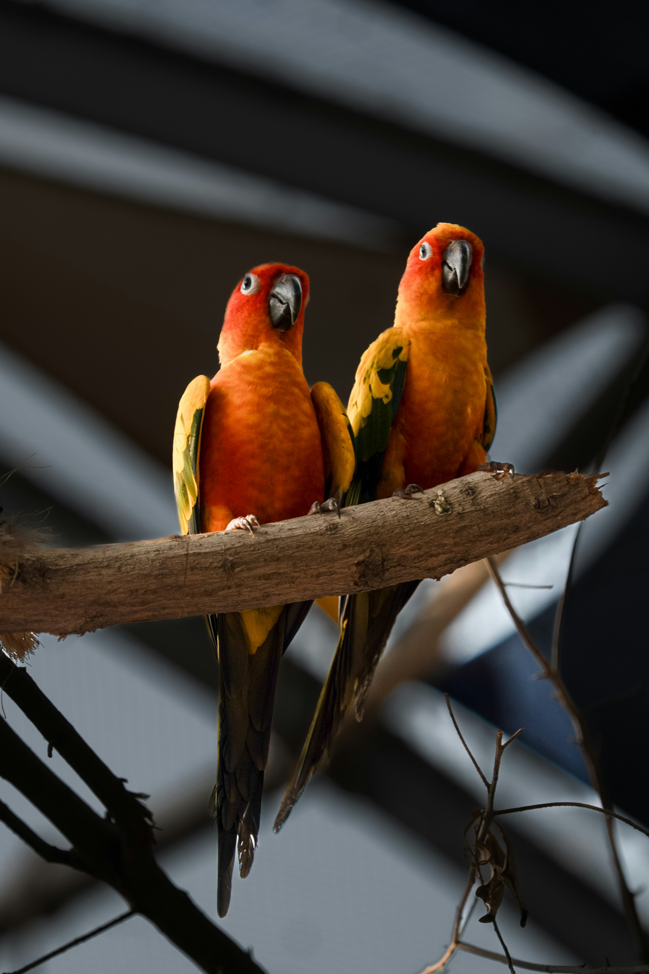 Scarlet Duo Perched on a Weathered Branch