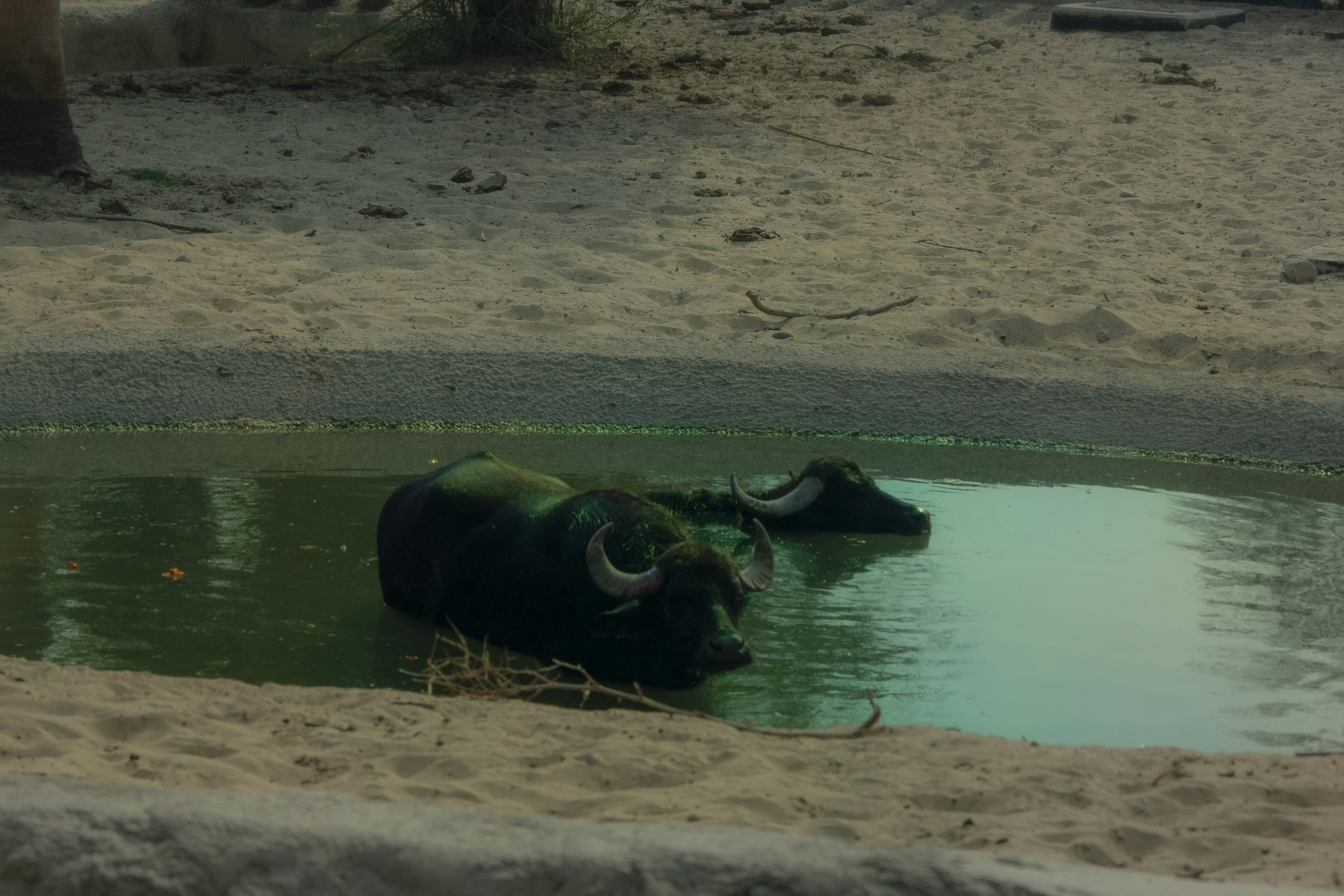 Liquid peace embraces predators of predators. Water transforms black fury into temporary serenity: universal truce amidst daily battles. | Two water buffalo cooling off in a muddy pool.