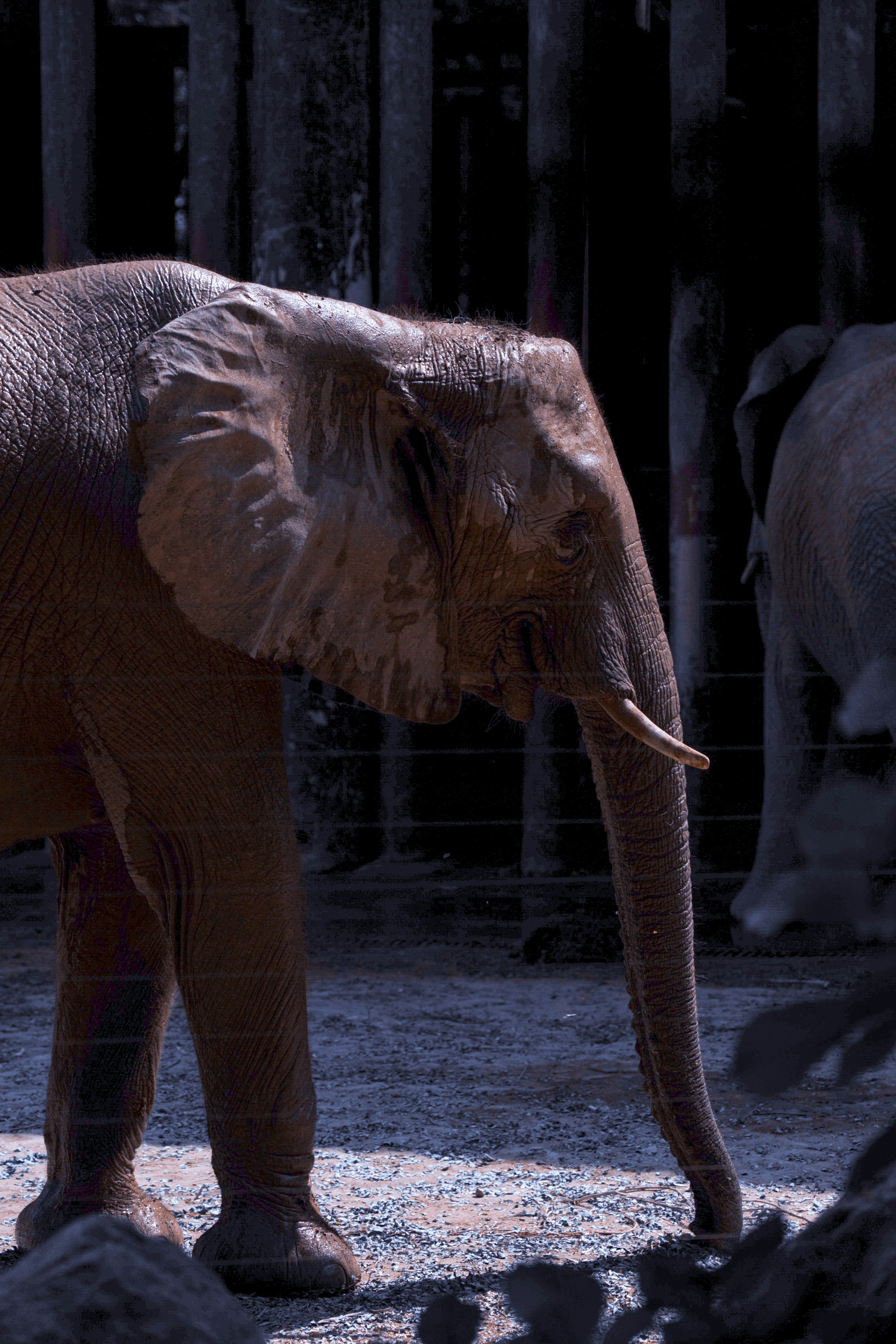 Majestic African elephant in a modern zoo, a powerful glimpse into the reality of giants in captivity. A rare and emotional moment captured through the lens. | An elephant walks in a dark enclosure.