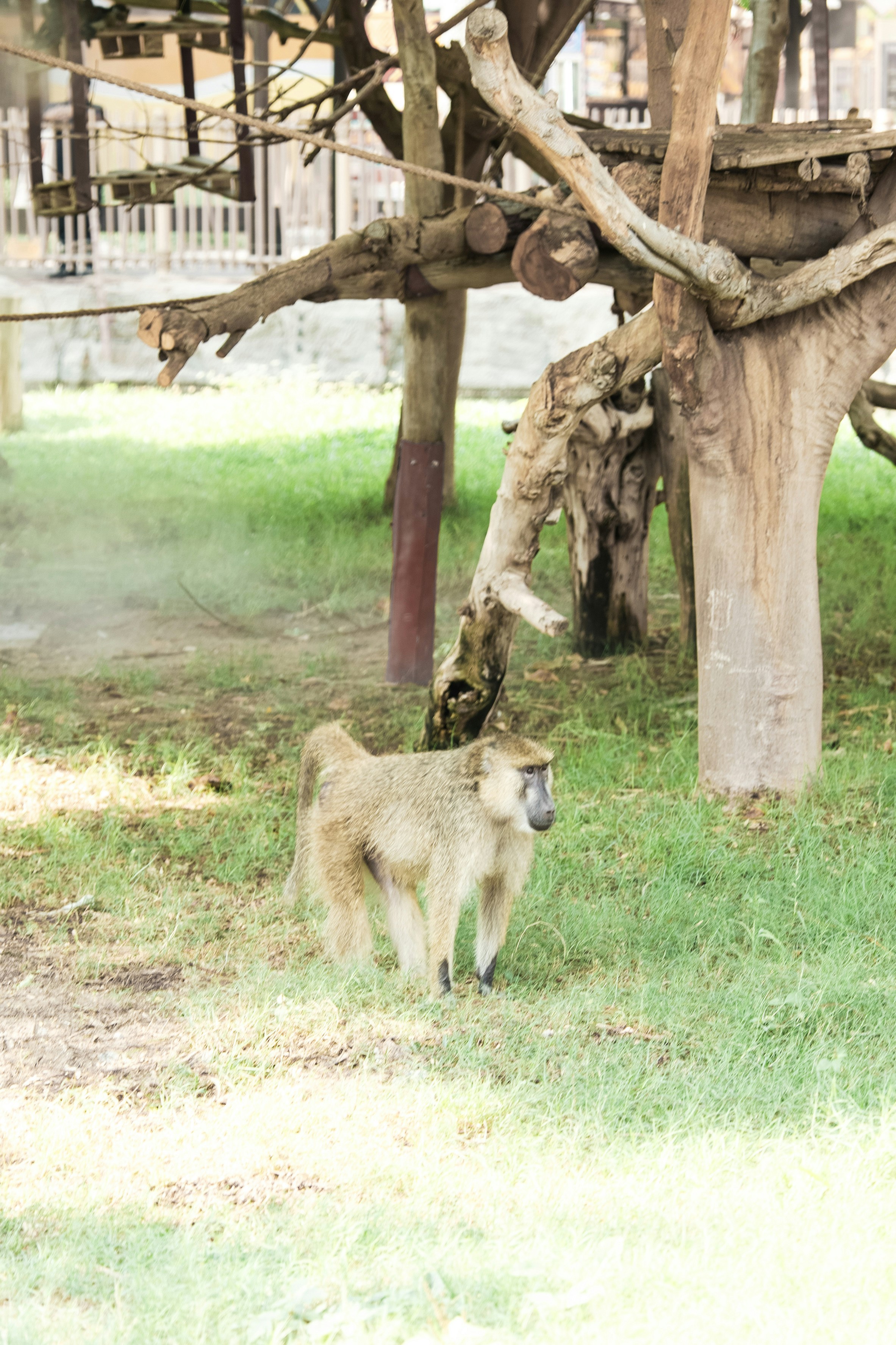 Ancient intelligence captured in a single frame. This primate carries evolutionary secrets that science is still uncovering today.