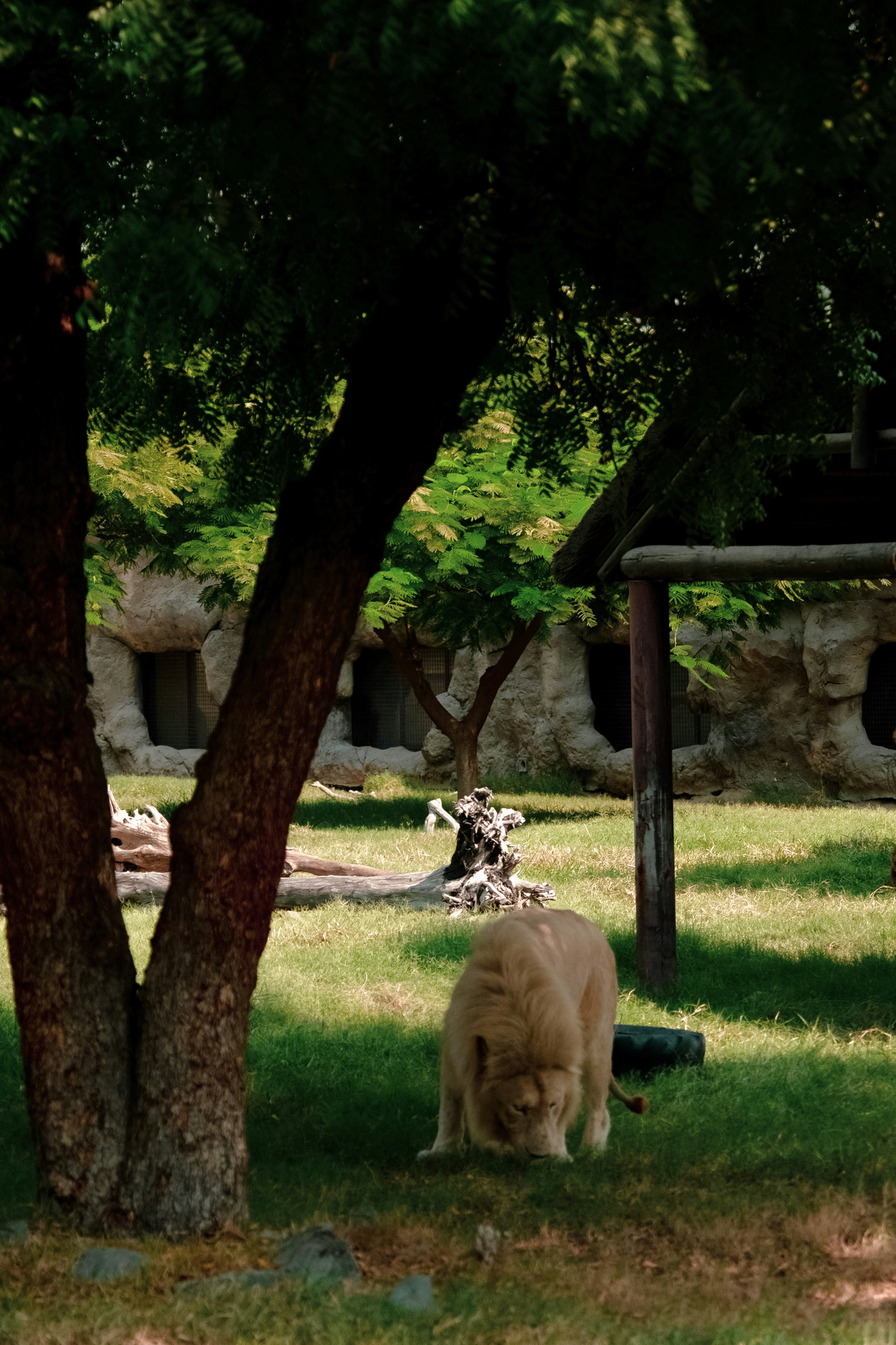 The Silent Watcher: A Rare White Lion in Its Domain