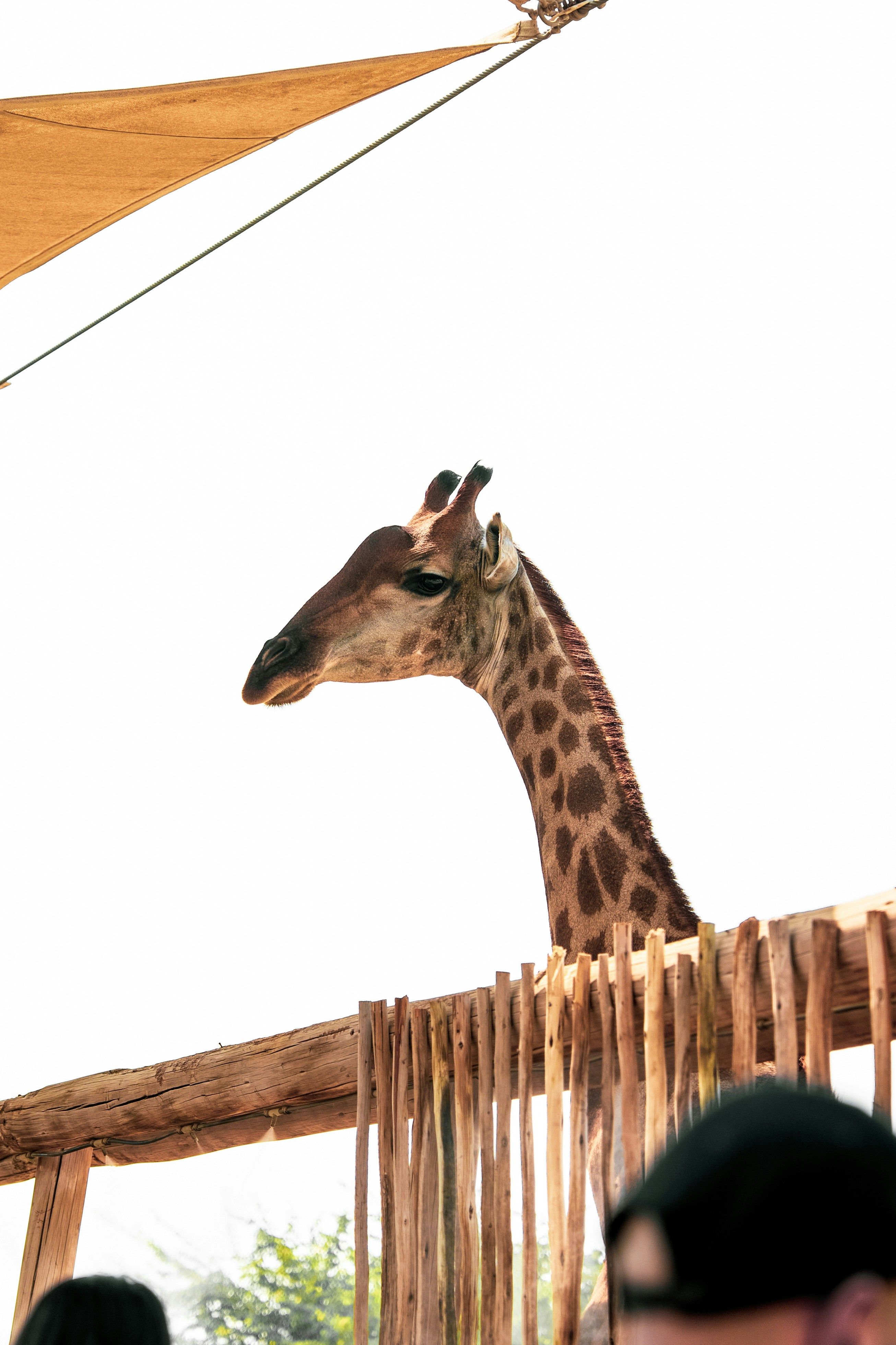 A Giraffe's Graceful Gaze