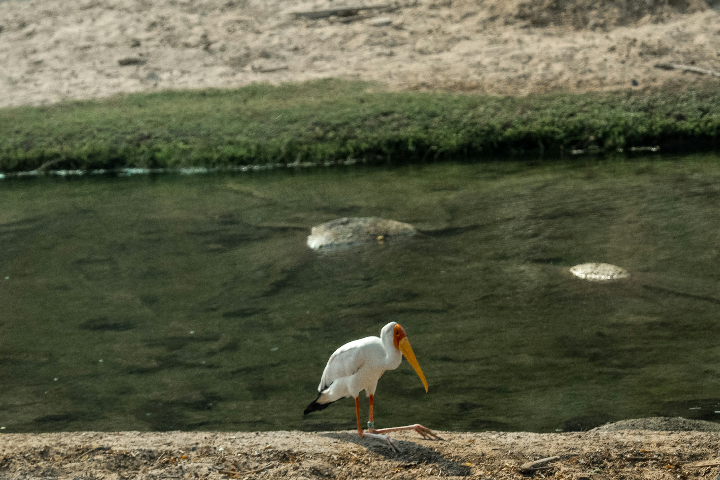A white bird with a striking yellow beak stands near a tranquil water body, surrounded by a natural landscape. The scene captures the essence of wildlife in its habitat.