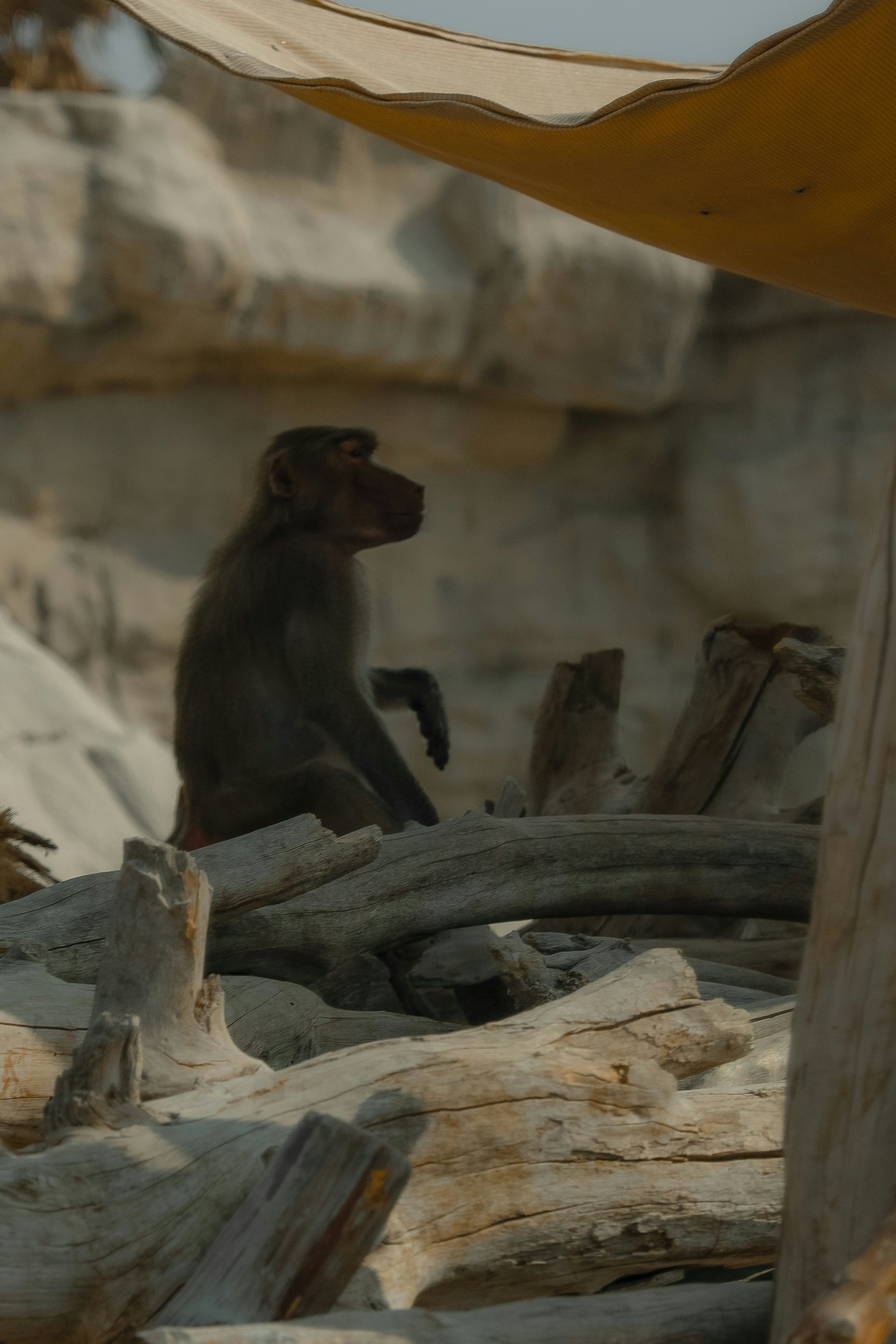Driftwood Watch: A Baboon's Quiet Gaze Beneath a Sunlit Canopy