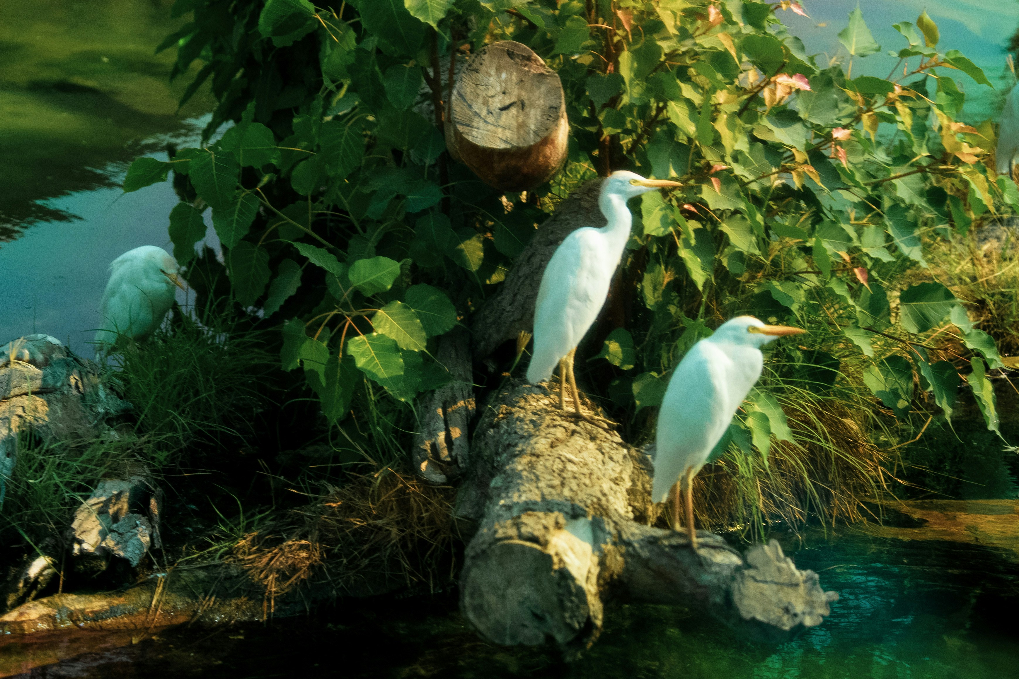 Harmony in Nature: A Moment Among Herons