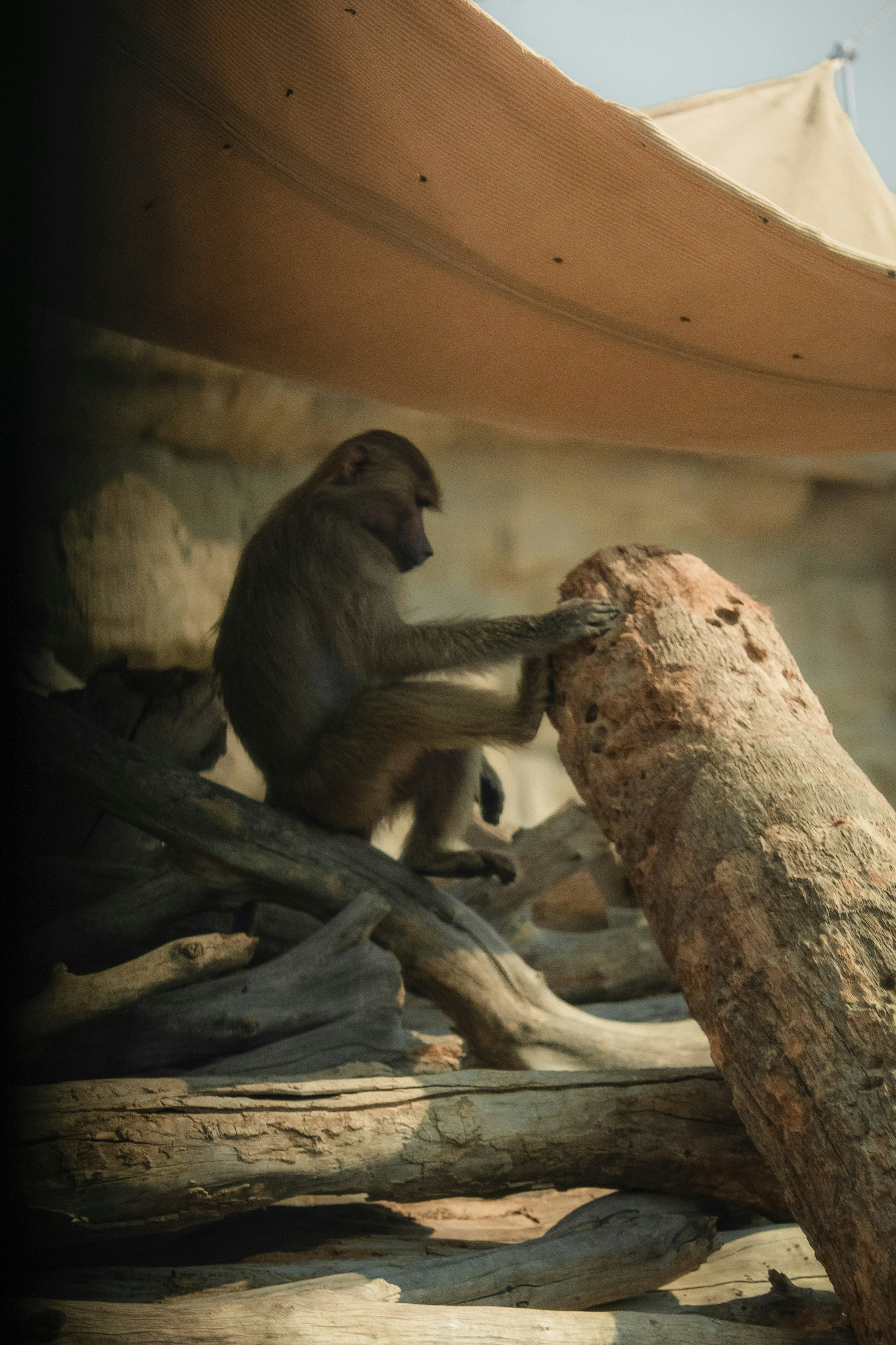 Shade-Structured Moment: A Monkey Investigates a Weathered Log
