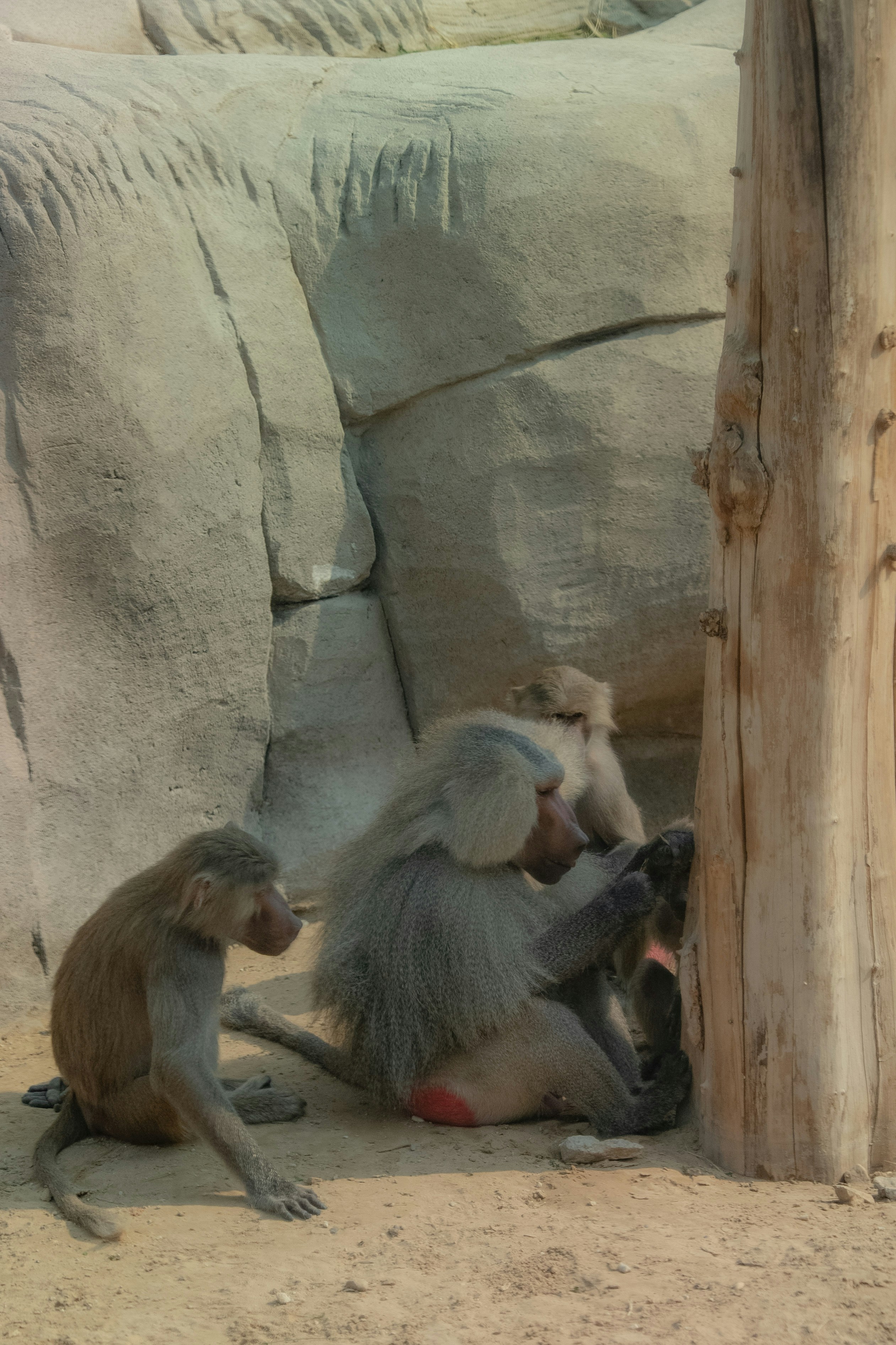Baboons at the Rock: a Quiet Troop by the Tree Trunk