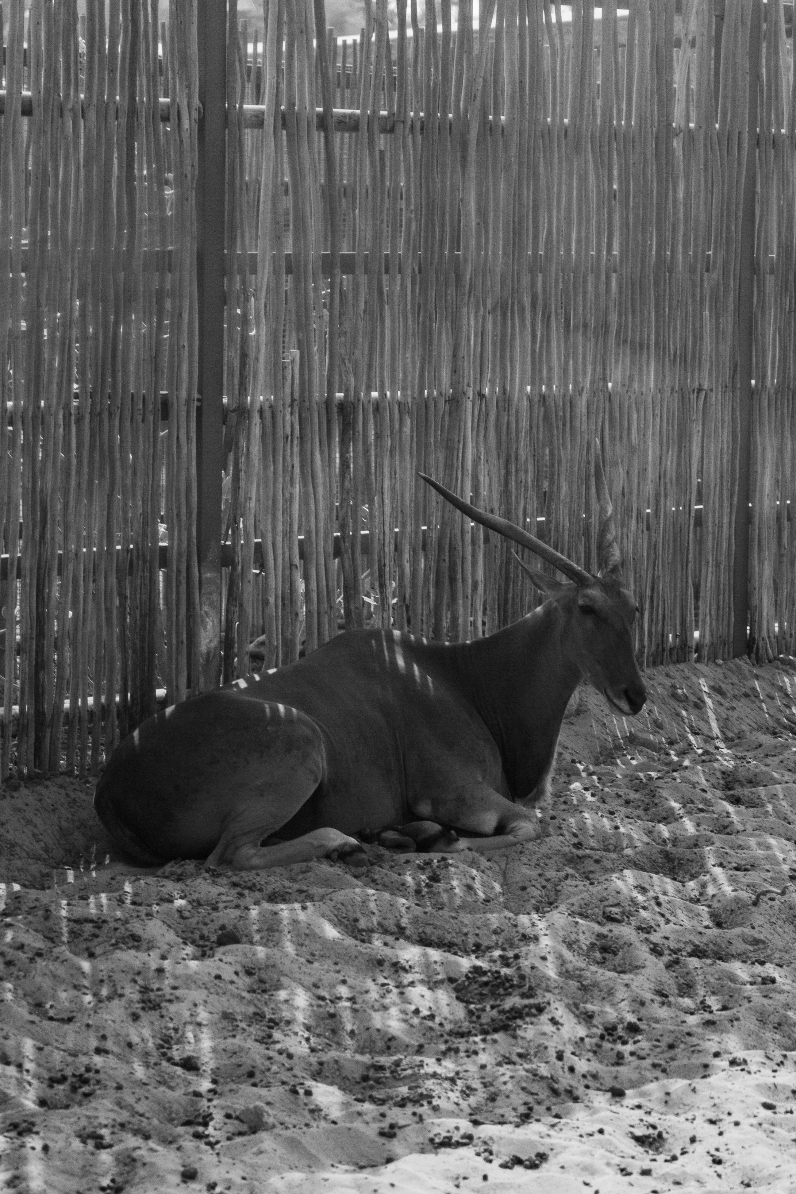 Black and white reveals the soul of a resting African antelope. Impossible horns defy gravity in a rare, timeless monochrome composition. | A large antelope rests by a wooden fence.