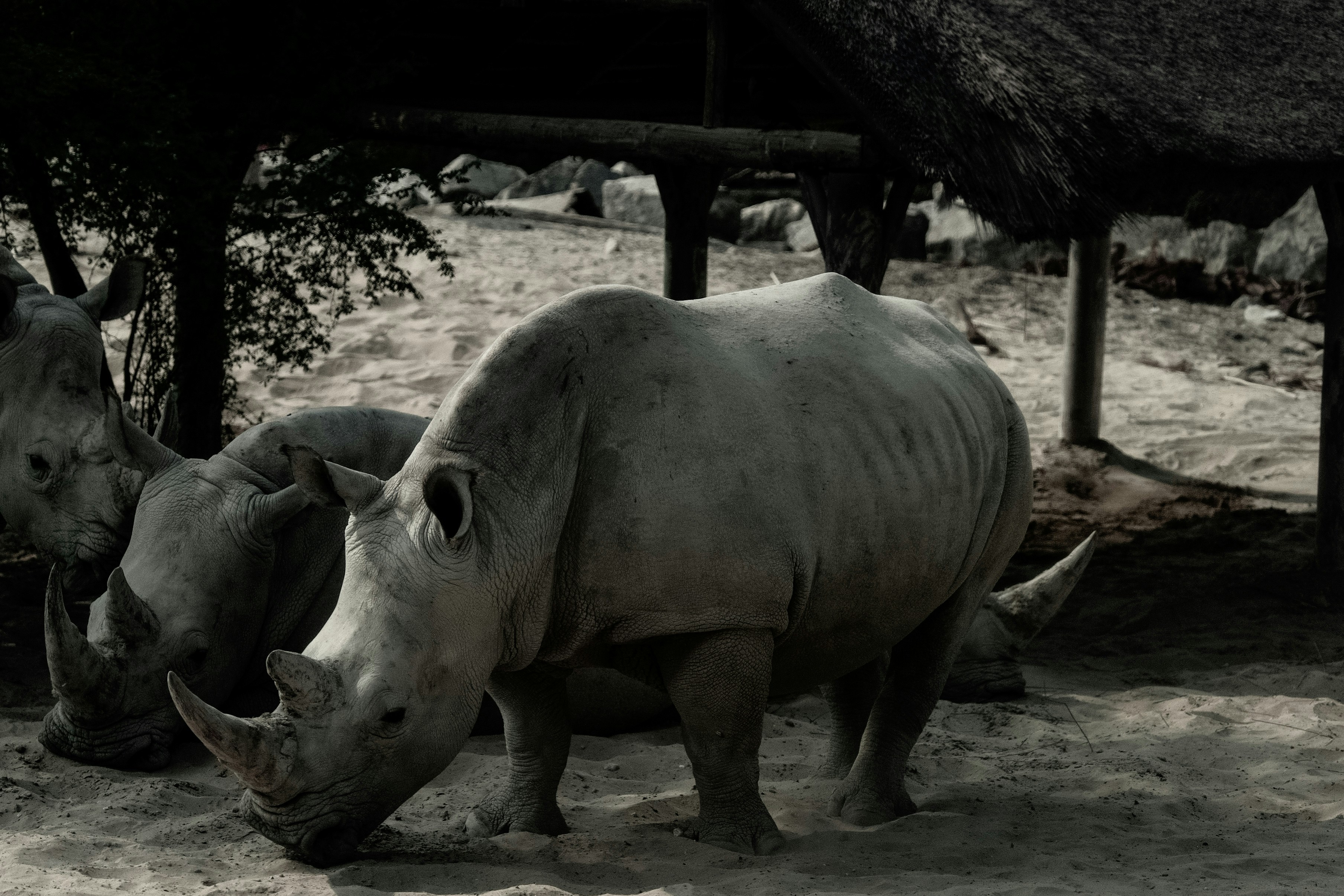 Shade and Horns: Rhinos Rest Under a Thatch Shelter
