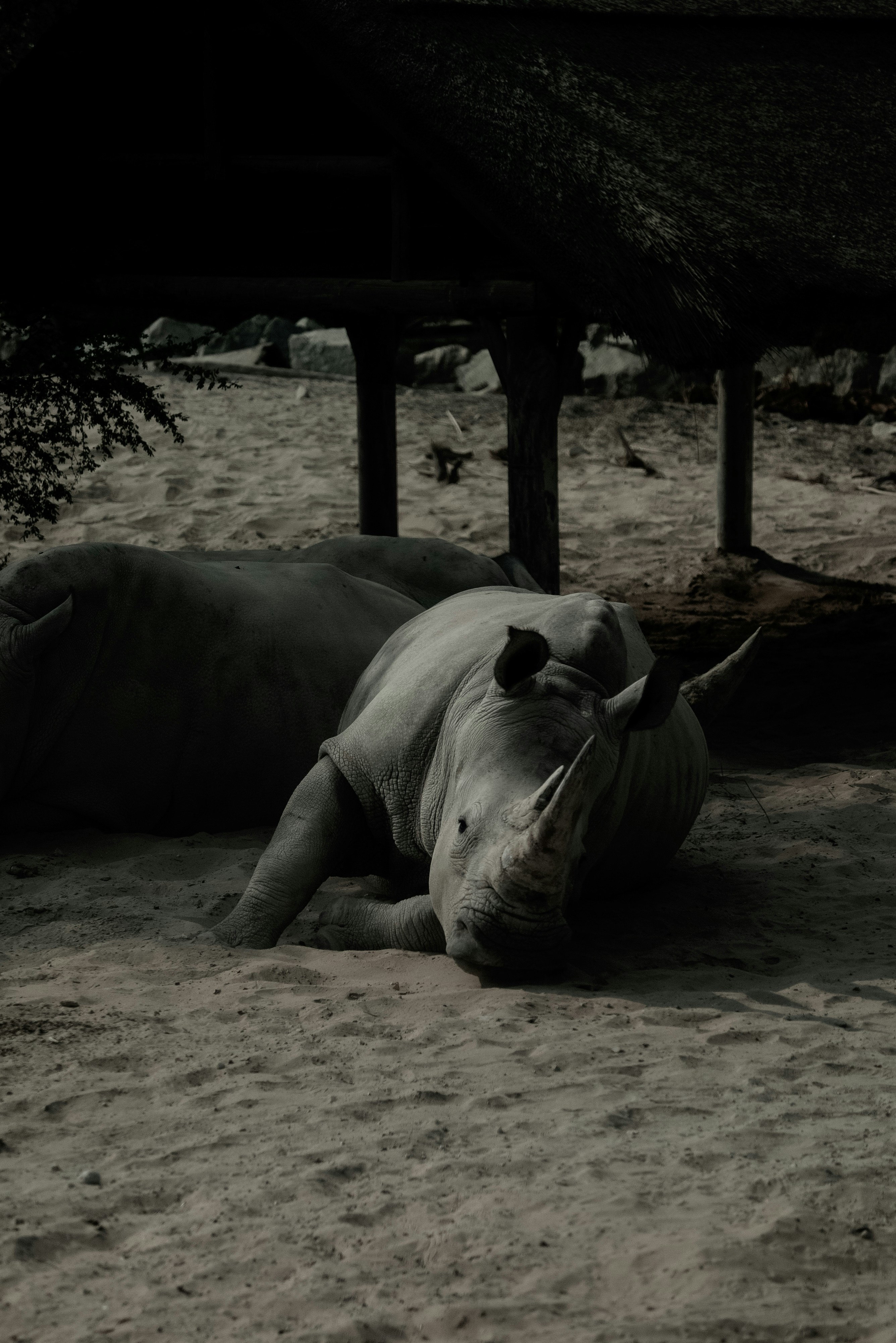 Two rhinoceroses resting peacefully on sandy ground, surrounded by natural elements. The scene captures their tranquil coexistence in a warm, earthy setting.