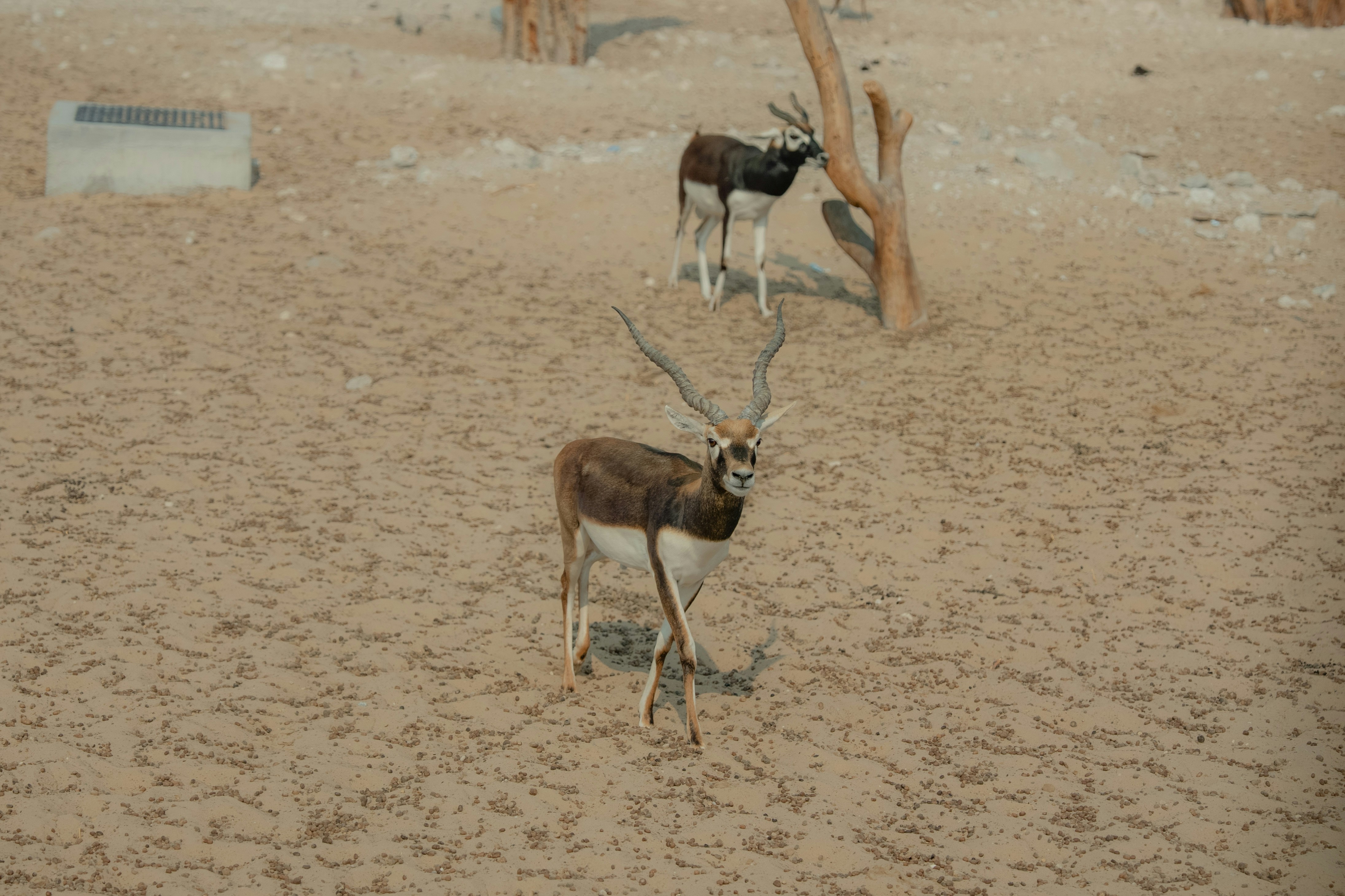 Graceful Antelope in a Desert Landscape