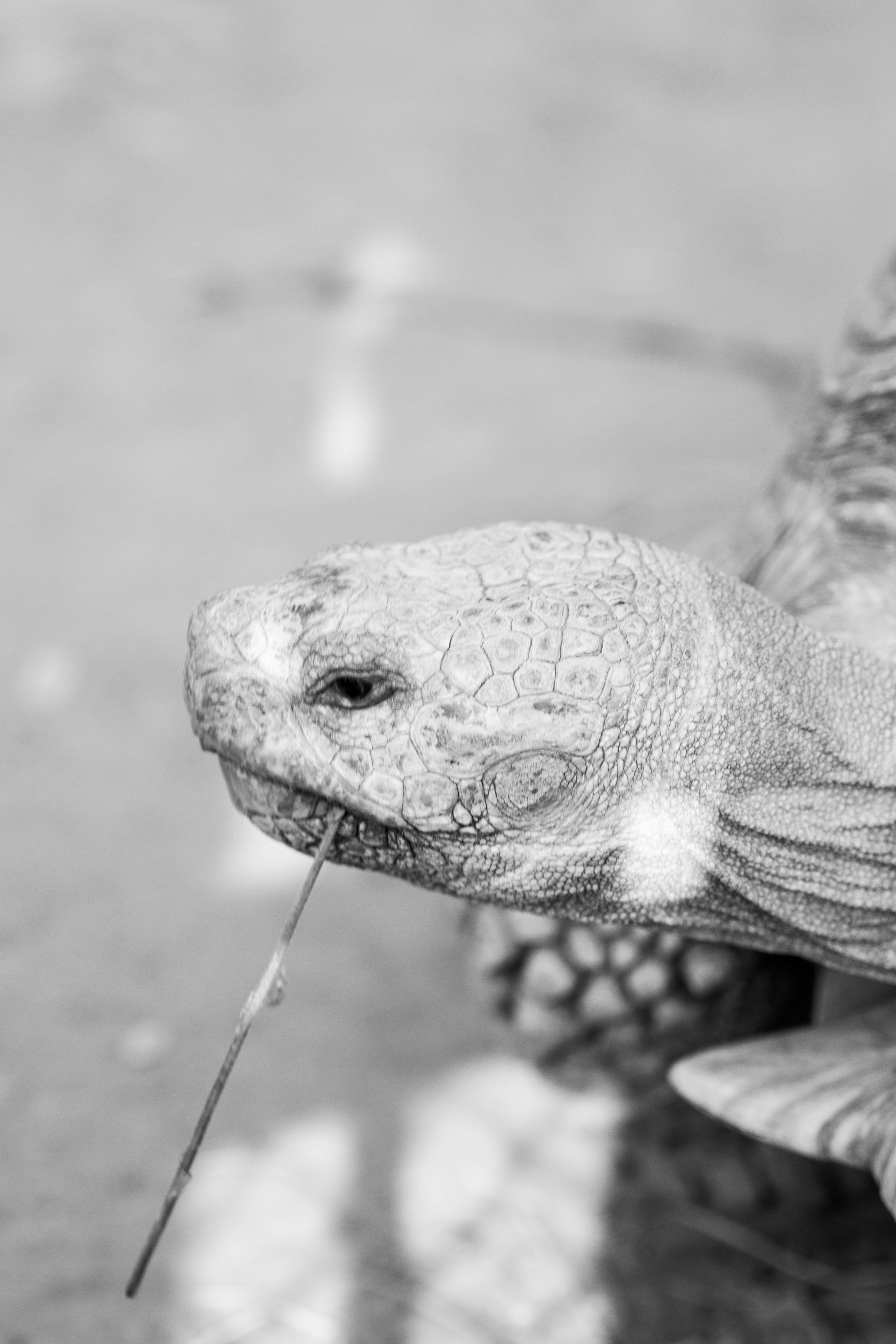 The Contemplative Tortoise