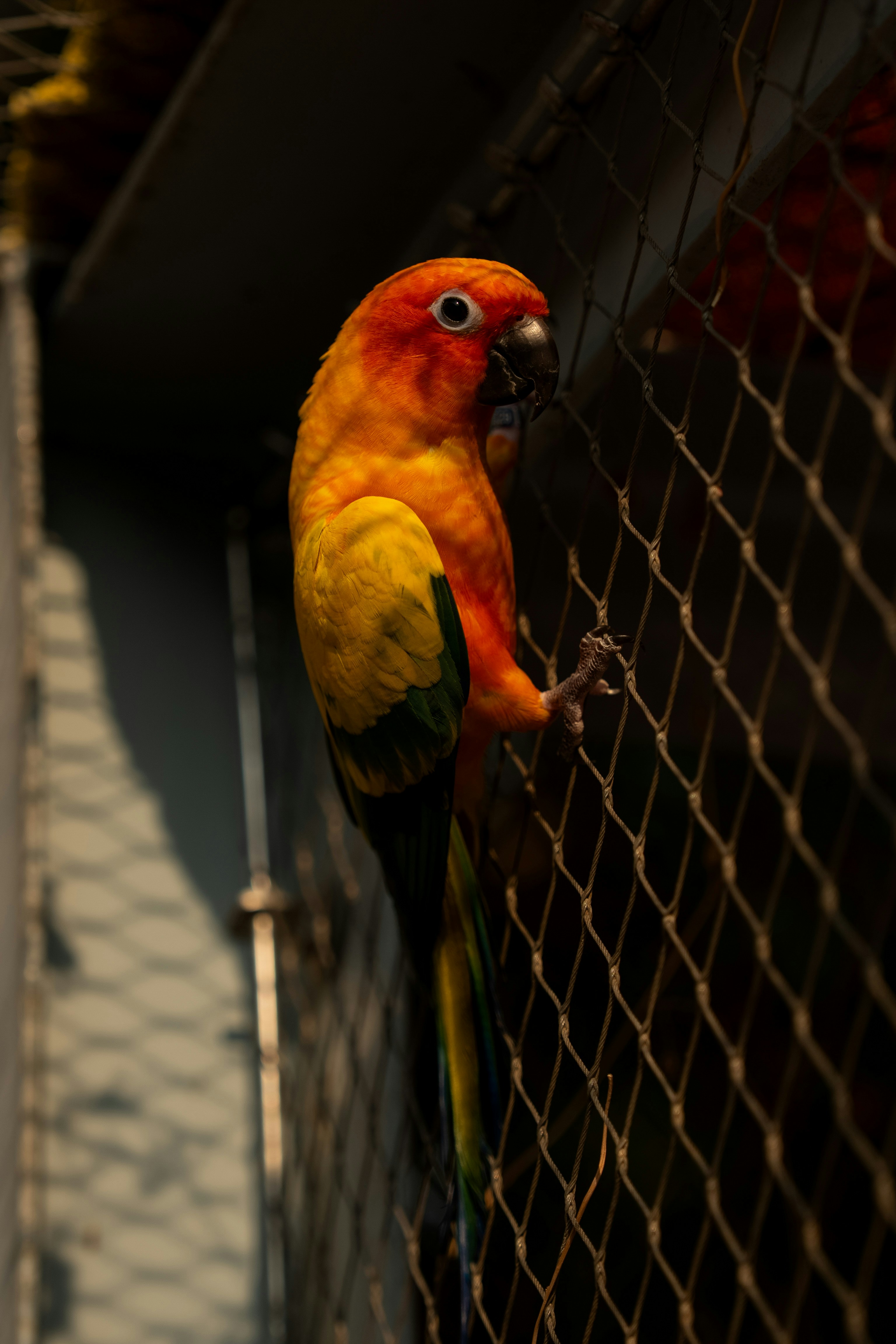 Vibrant Avian Portrait Behind Bars