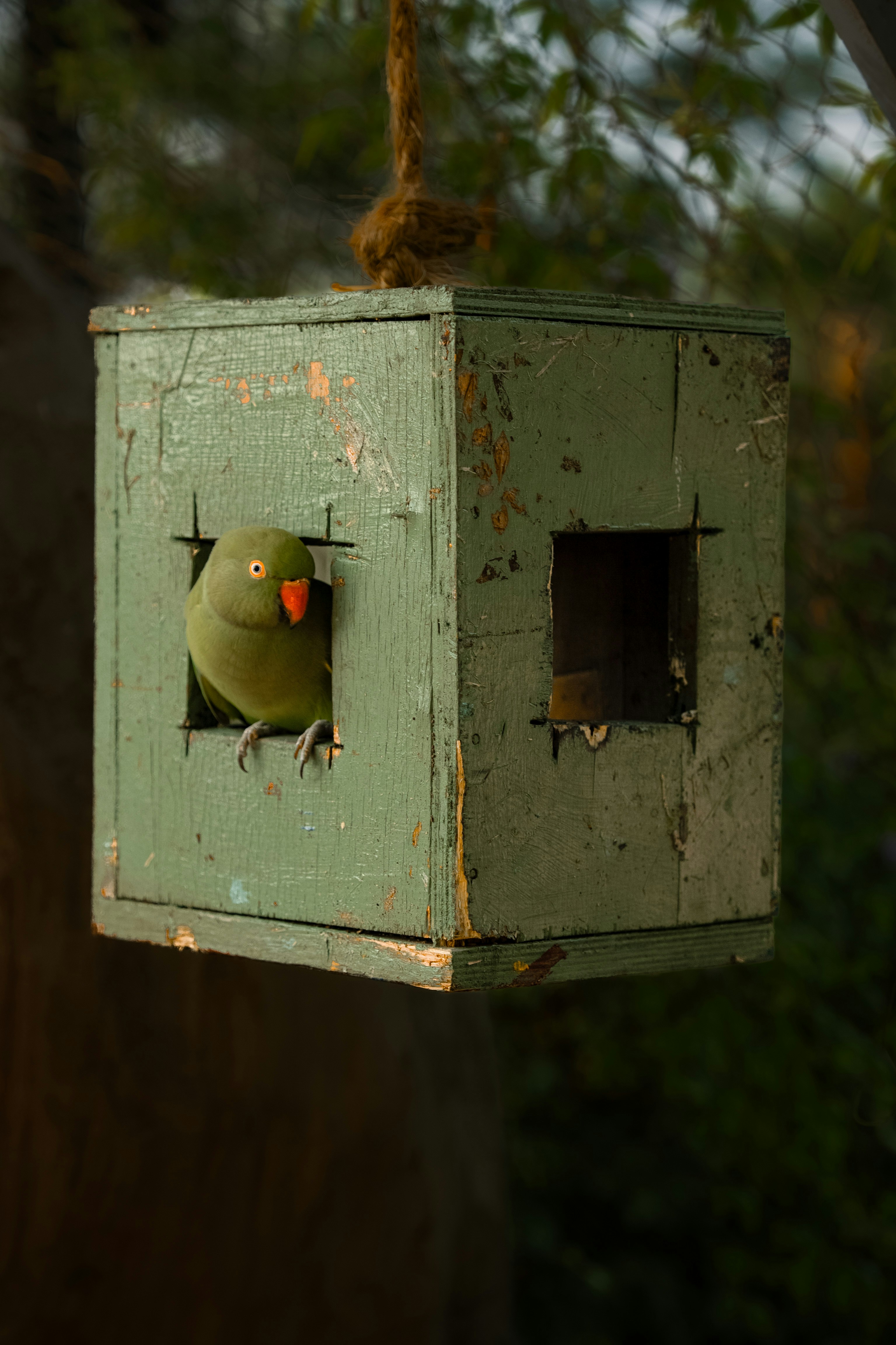 A Green Companion in a Rustic Retreat