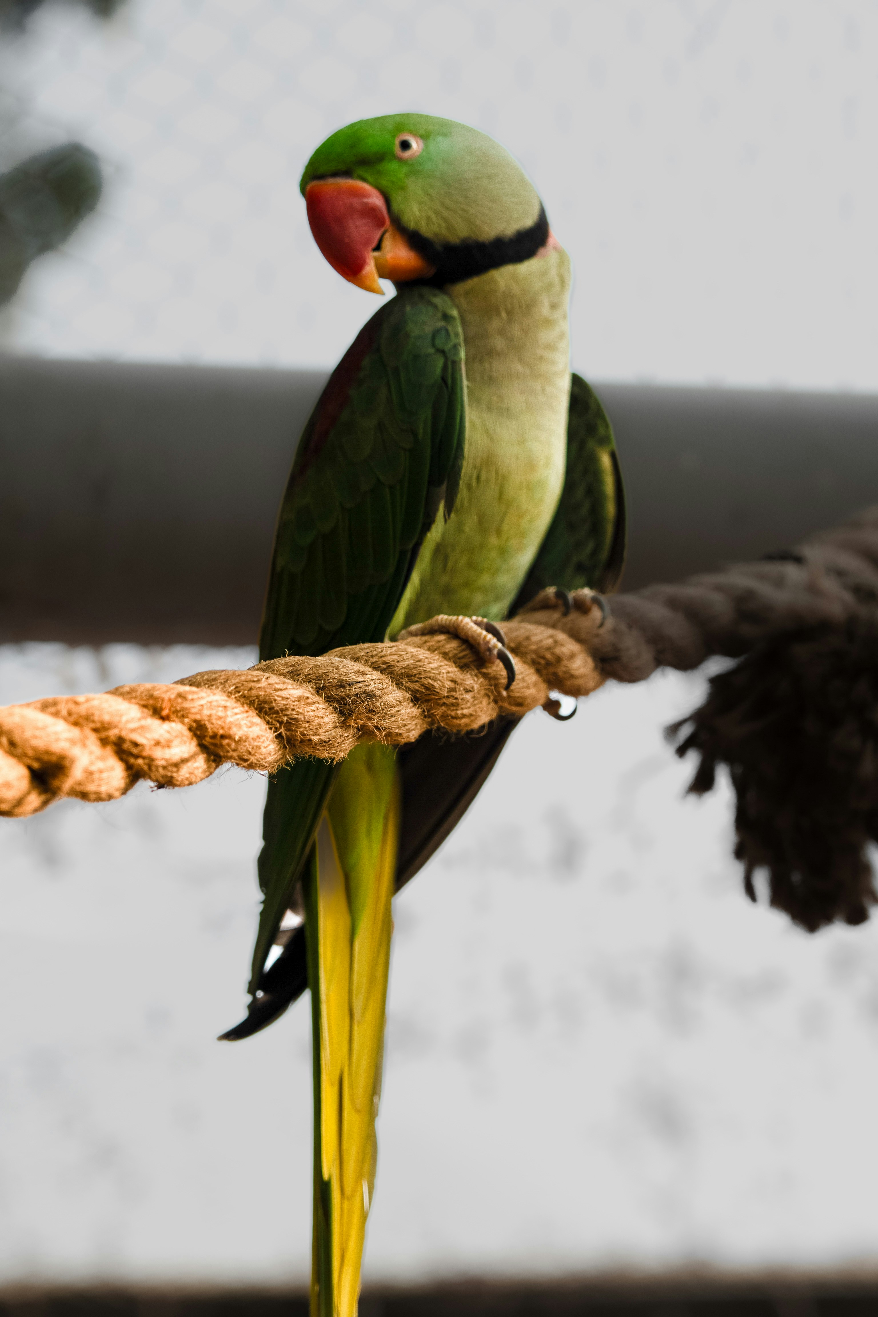 A vibrant parrot perched gracefully on a thick rope, showcasing its striking green and yellow plumage against a blurred background.
